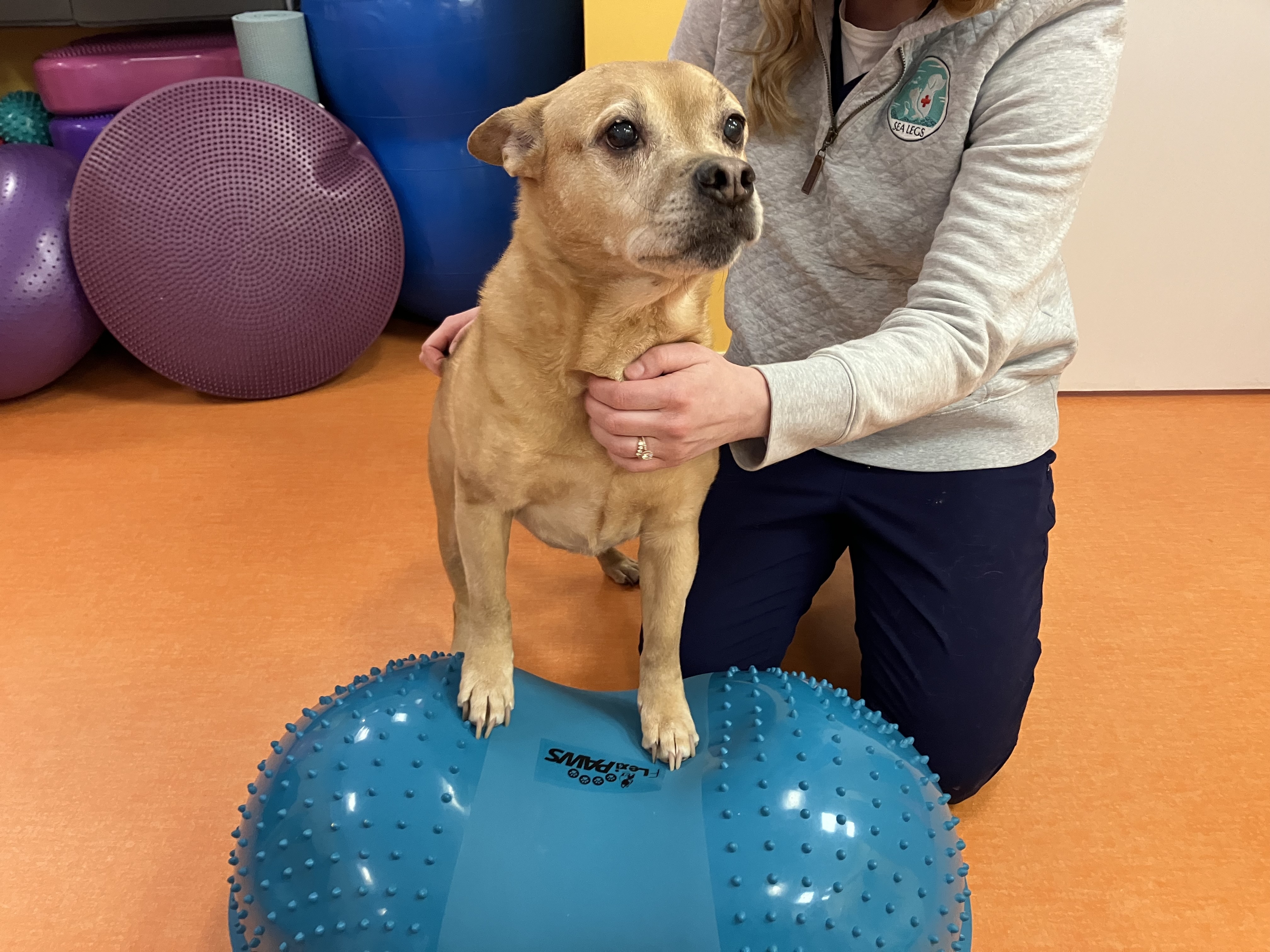 Sea Legs Integrative Veterinary Health - masslive.com