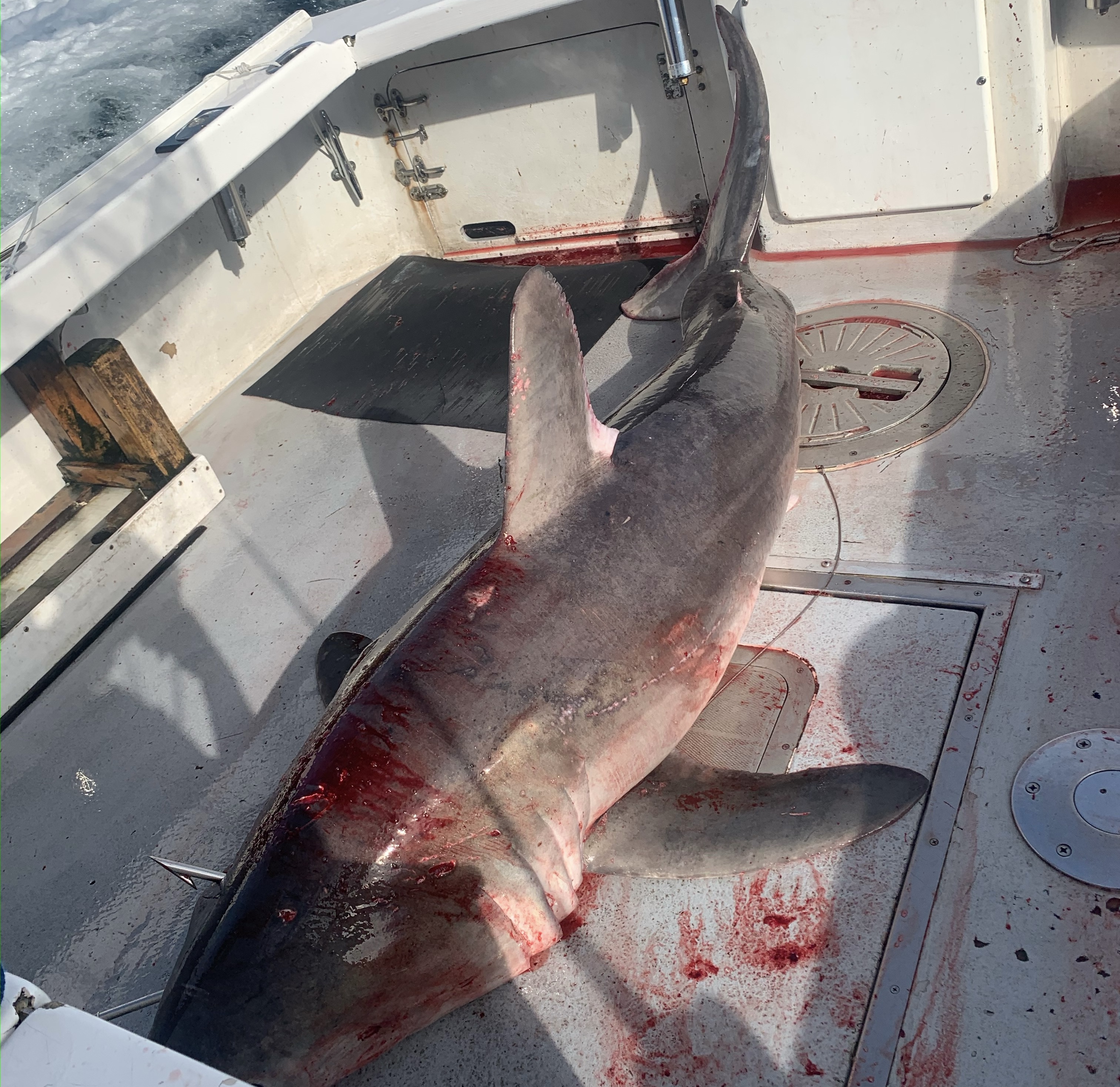 Shark fishing in Cape Cod with Magellan deep sea fishing charters ...