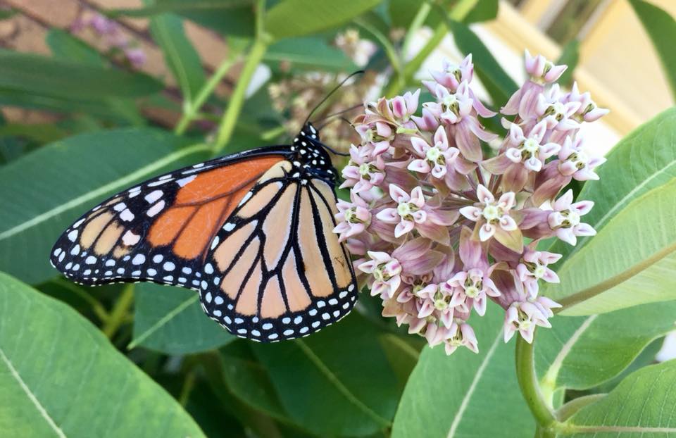 Milkweed policies in Michigan - mlive.com