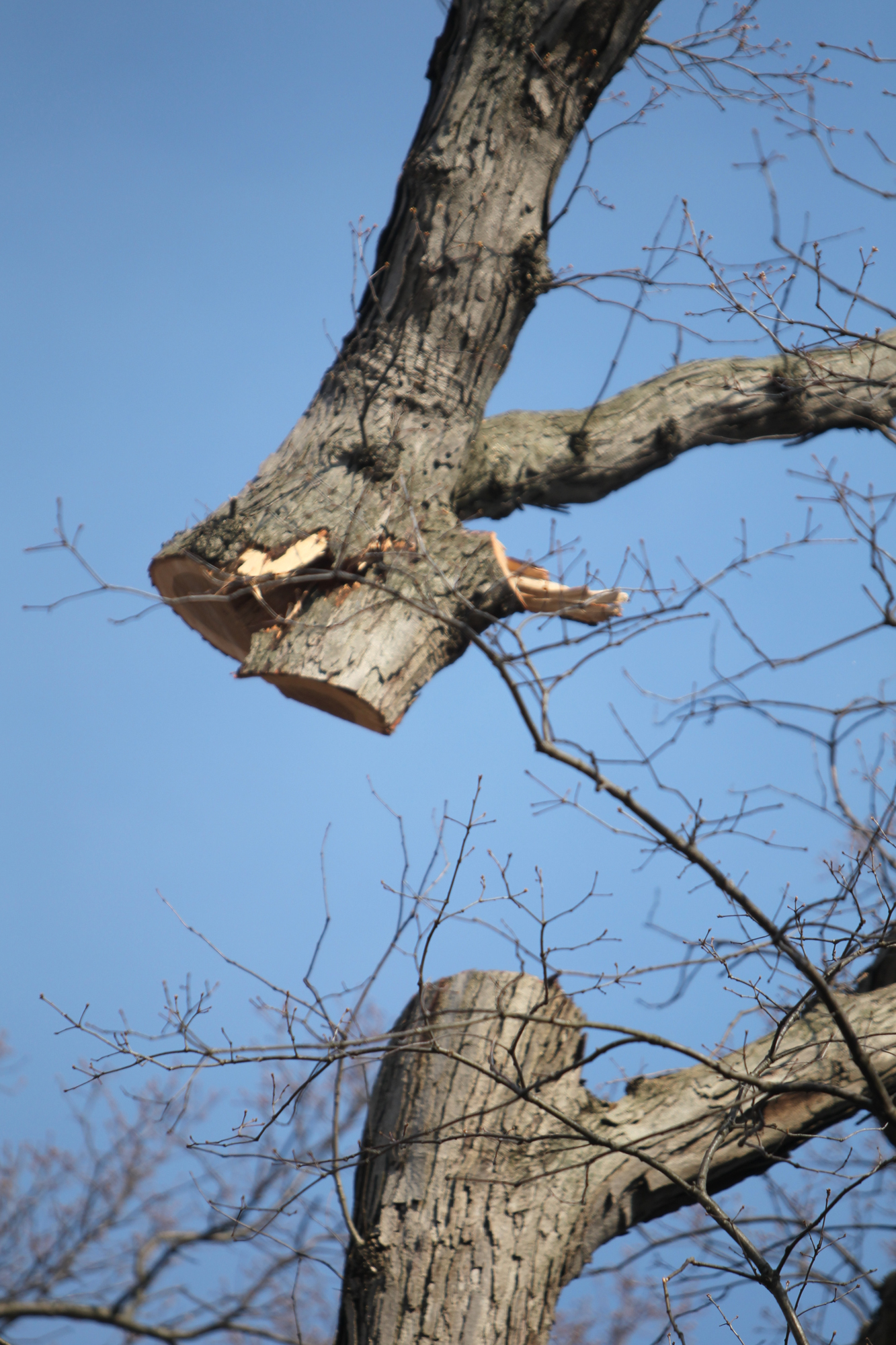 350-year-old oak tree cut down in Bay Village - cleveland.com