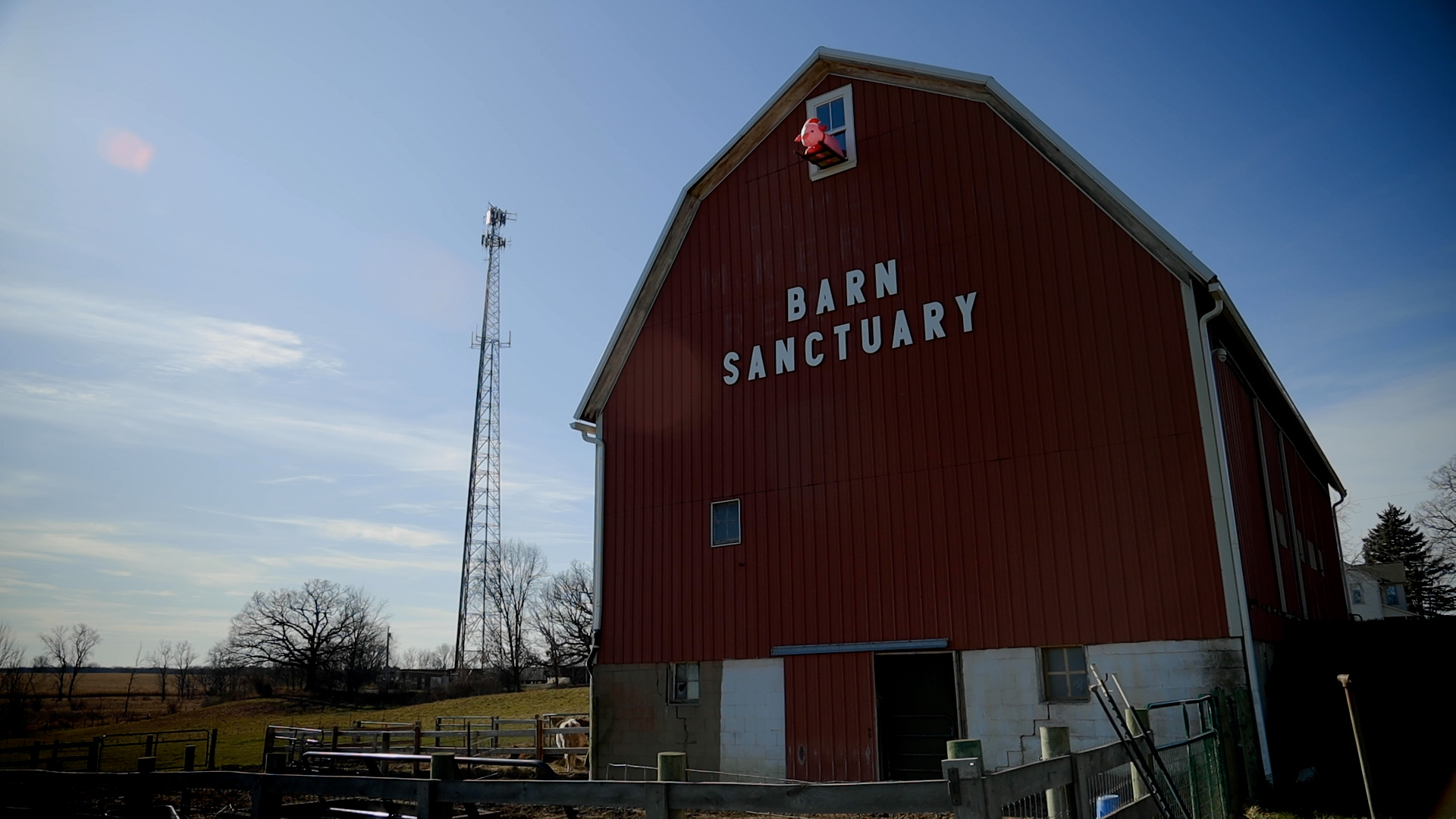 Rescued farmed animals live the good life at The Barn Sanctuary - mlive.com