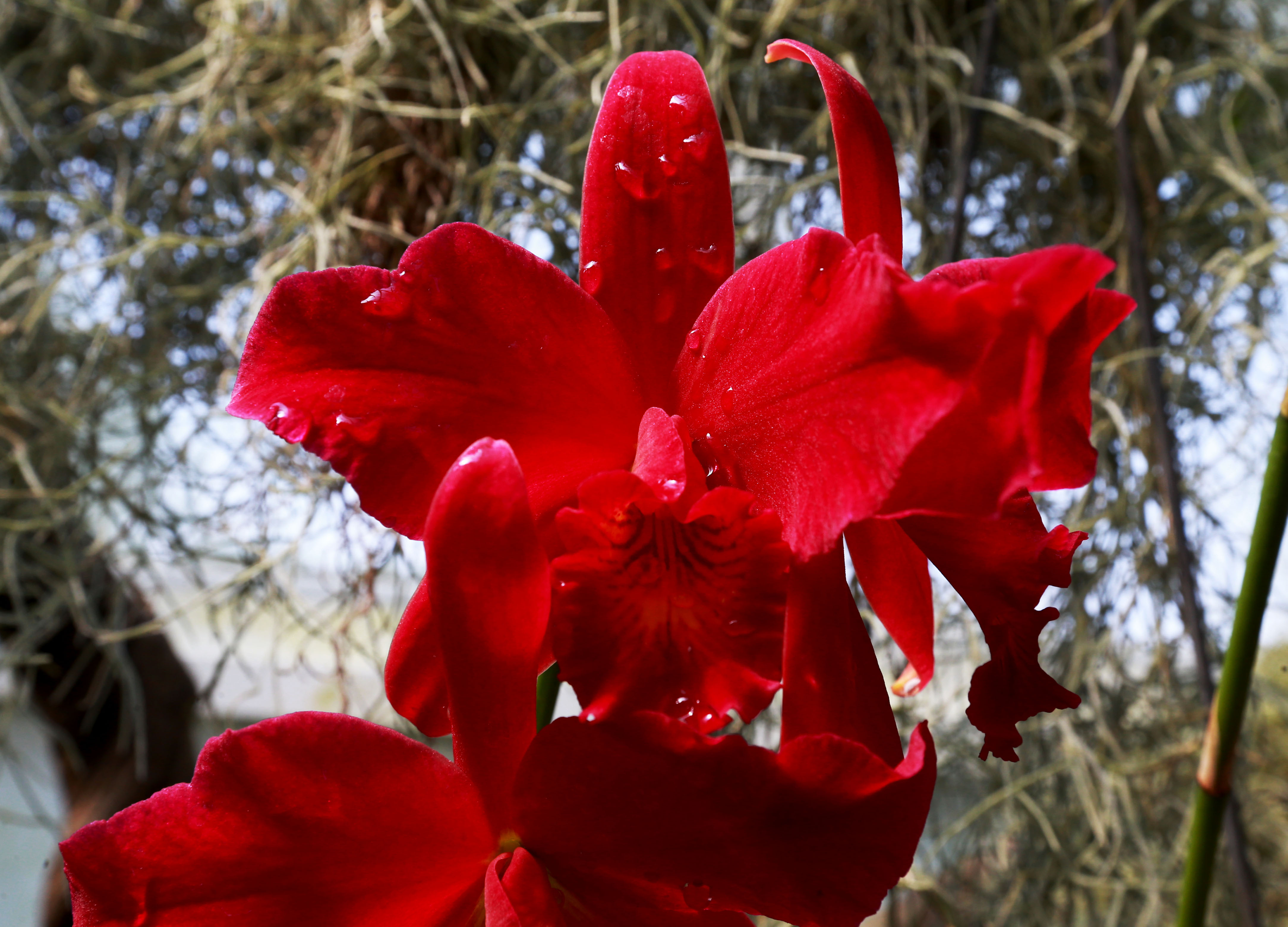 Orchids in full bloom - nj.com