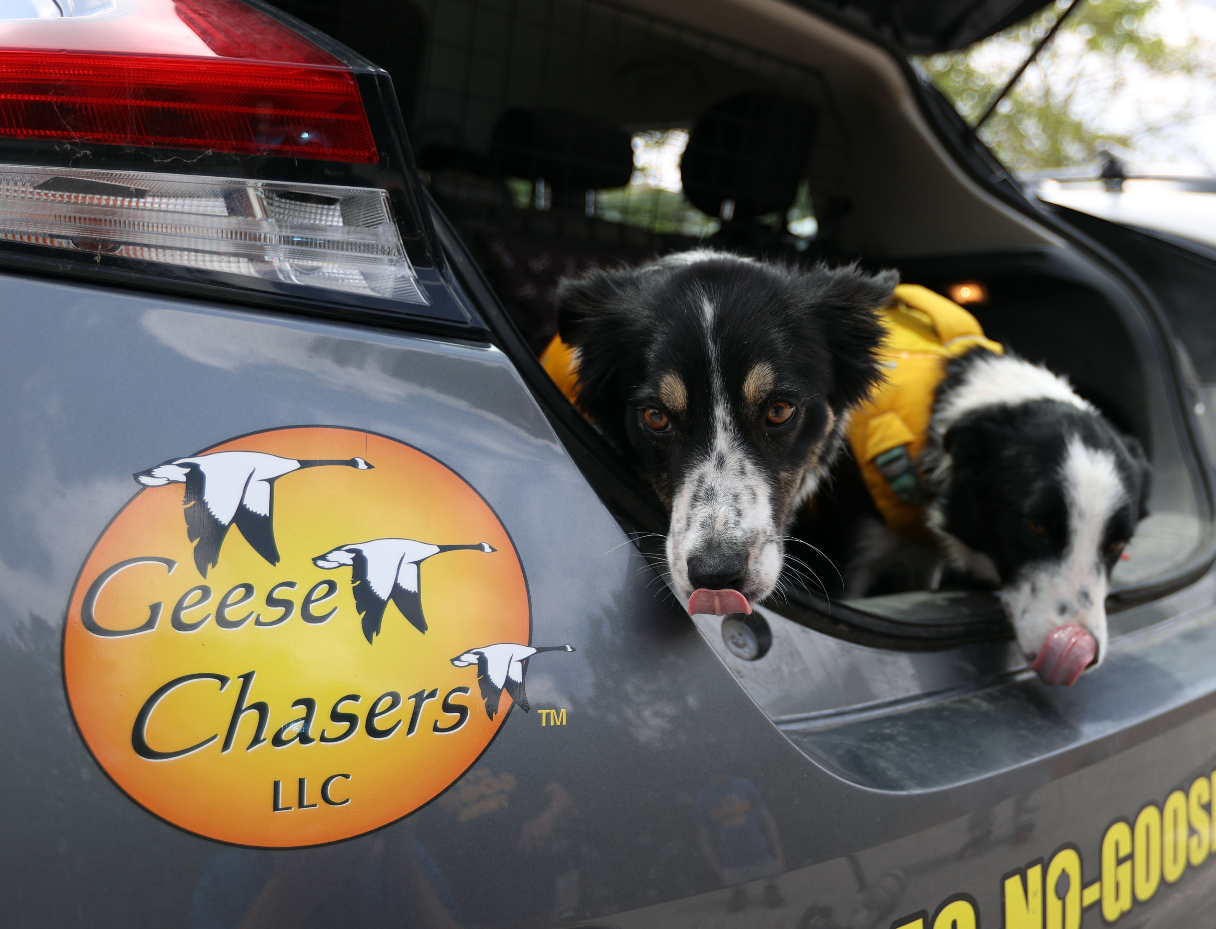 Geese Chasers clear out geese from area land，June 14，2023 - cleveland.com