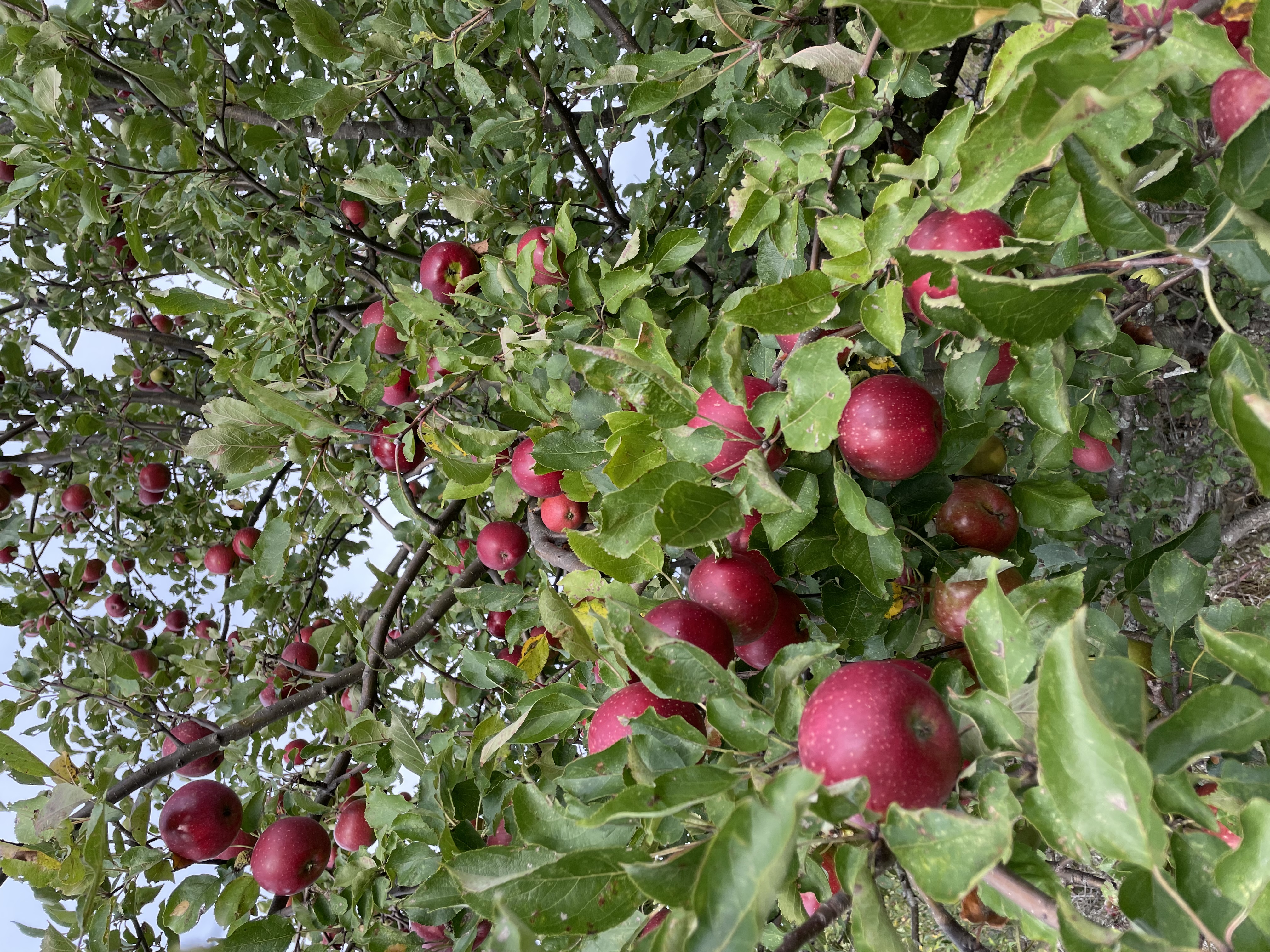 Bellaire cidery forages wild apples on Beaver Island - mlive.com