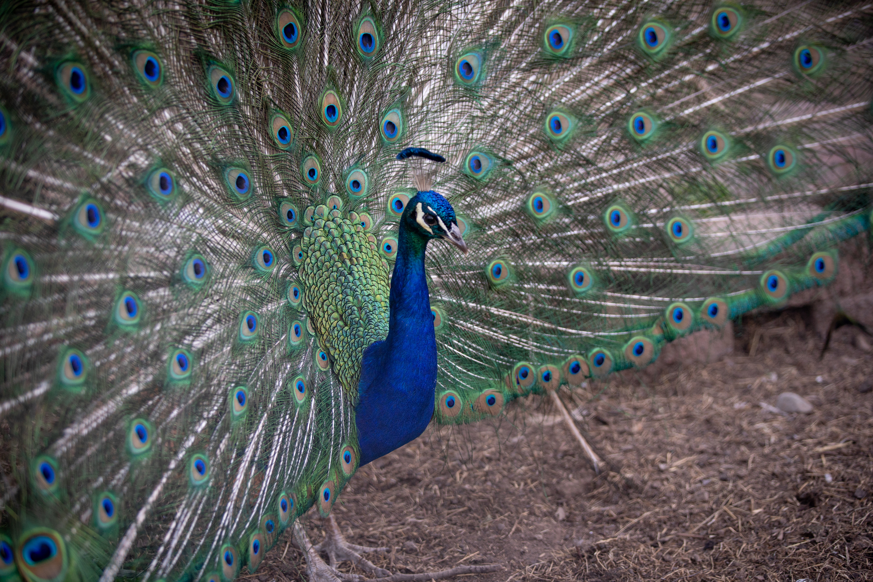 A ‘muster’ of peacocks has roamed this one Portland neighborhood for at ...