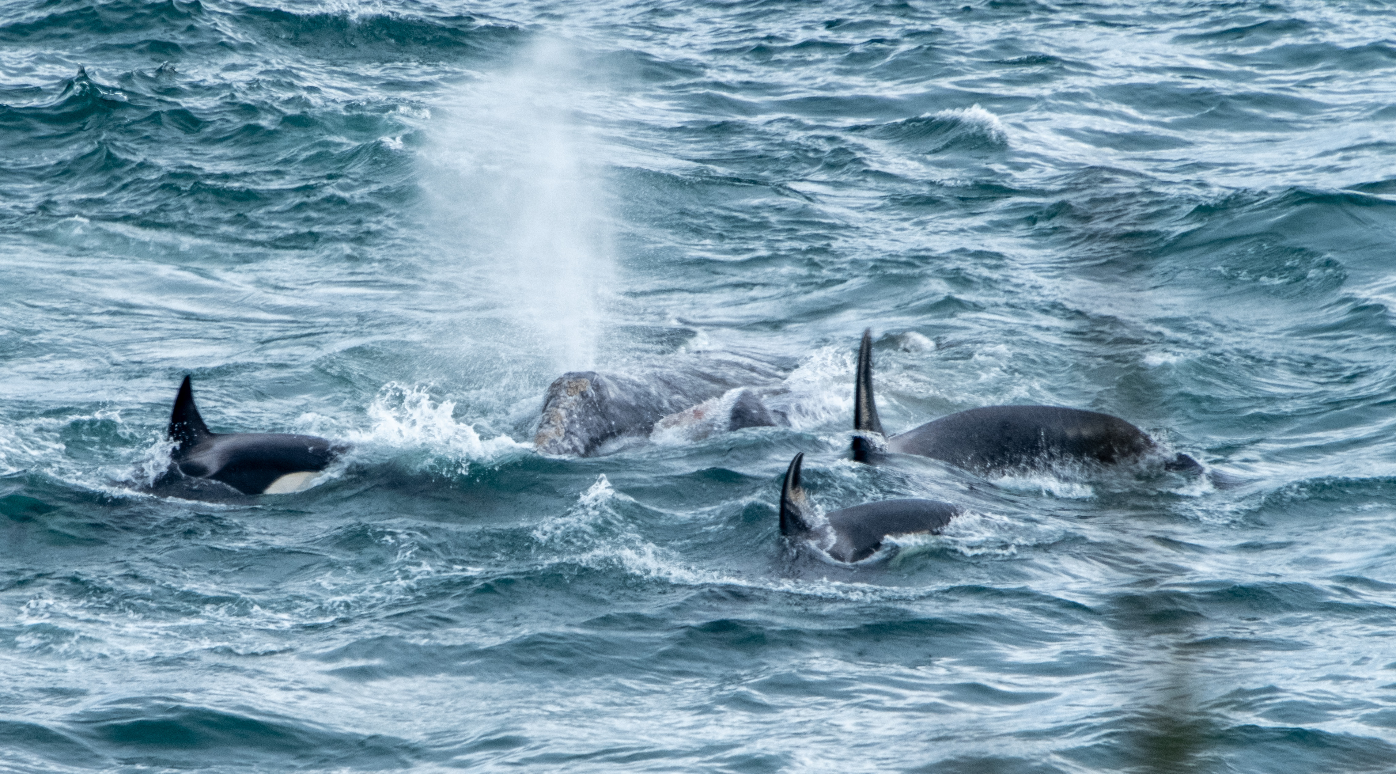 Pack of orcas hunt gray whales off Oregon's central coast - oregonlive.com
