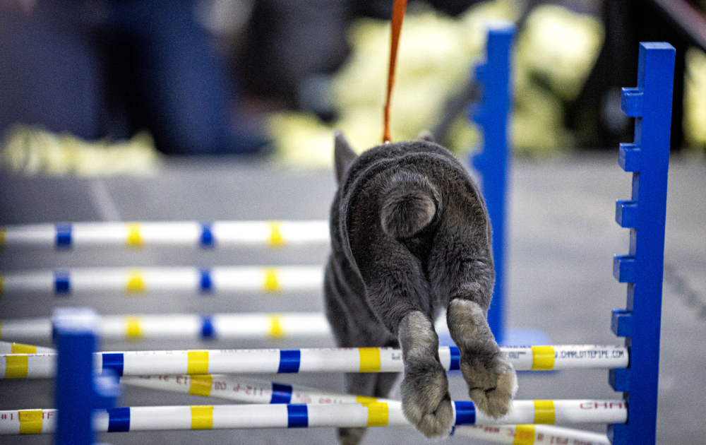 Rabbits at the Pa. Farm Show - pennlive.com