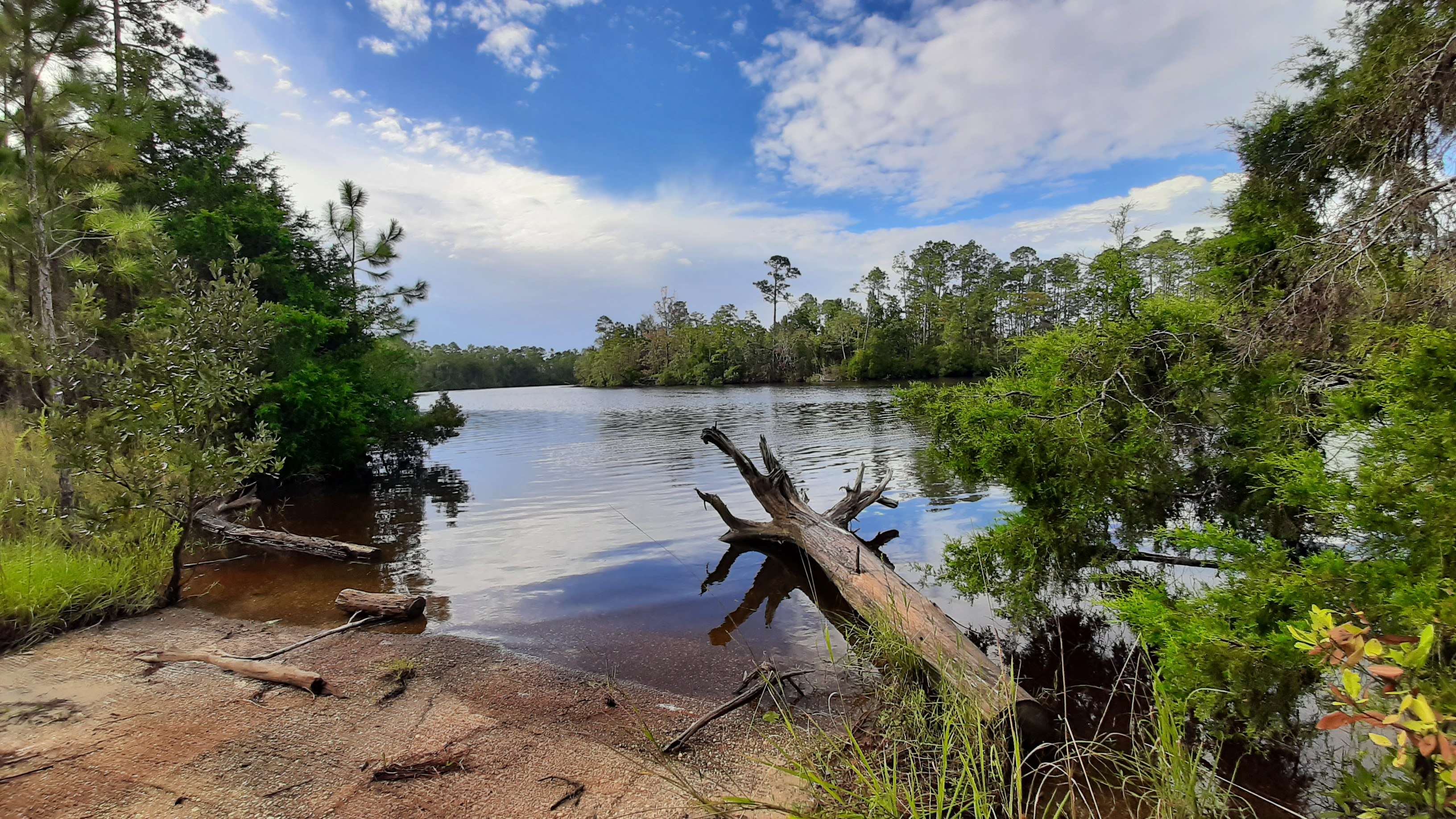 Longleaf pines and pitcher plants - al.com