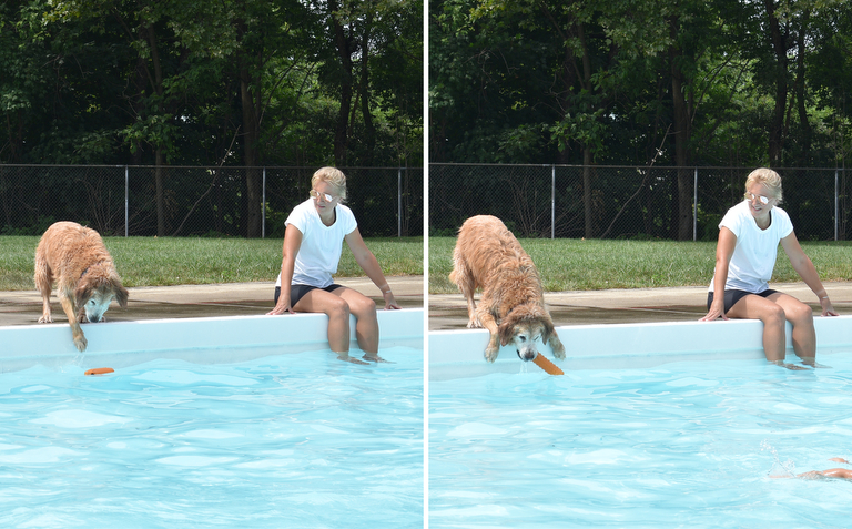 Allentown's Mack Pool goes to the dogs - lehighvalleylive.com