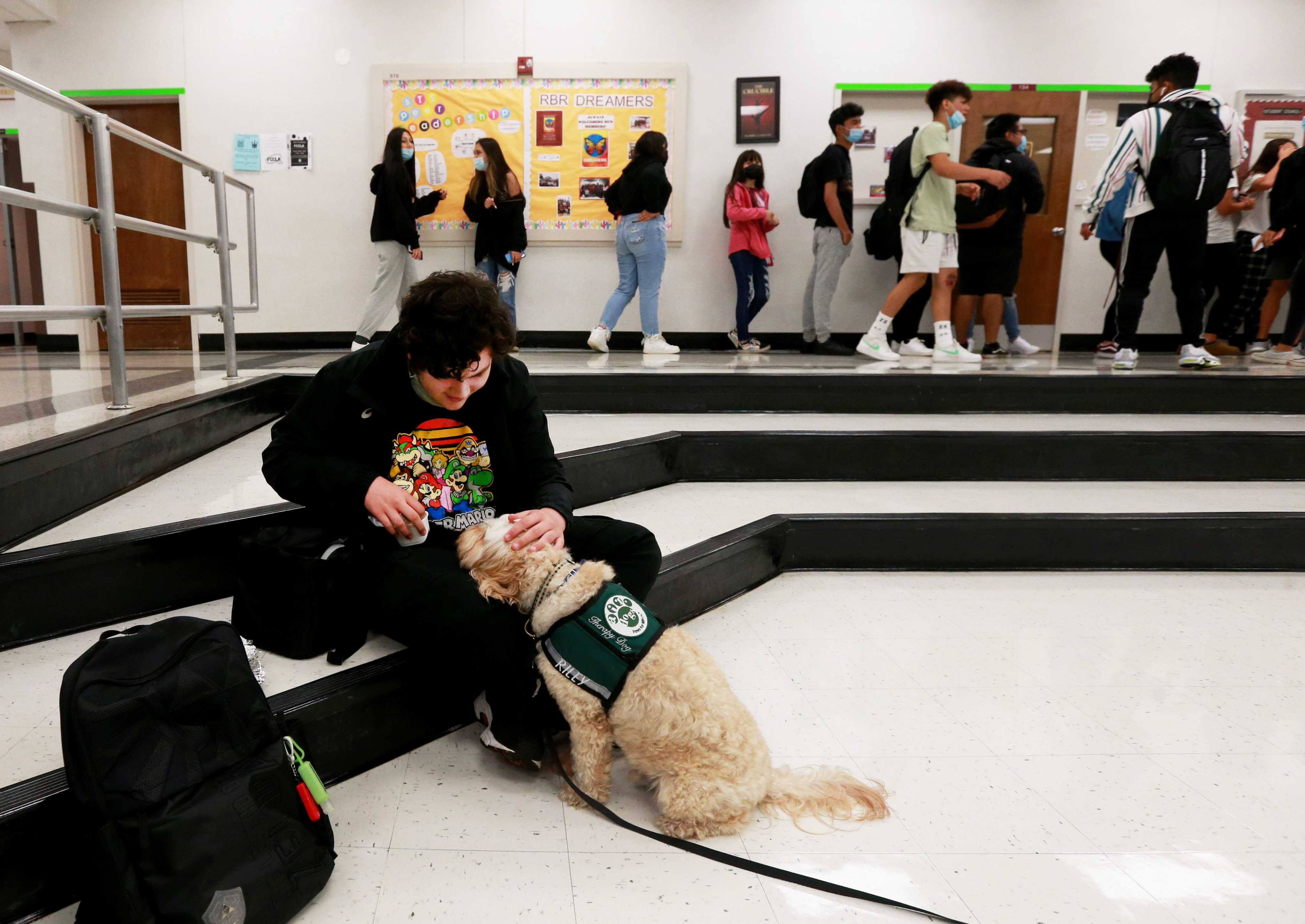 High school therapy dog a real comfort - nj.com