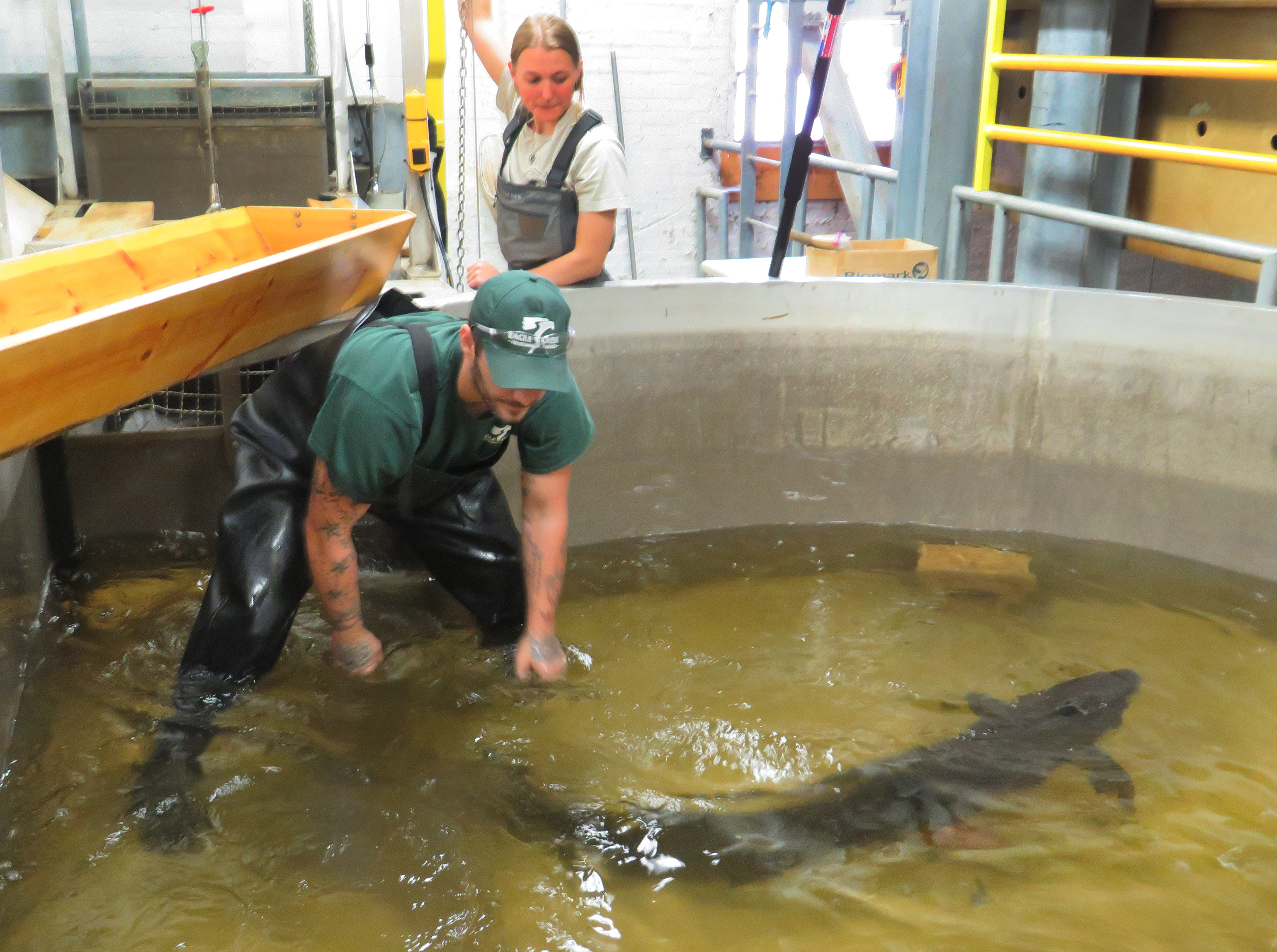 Fish elevator at the Menominee Dam - mlive.com