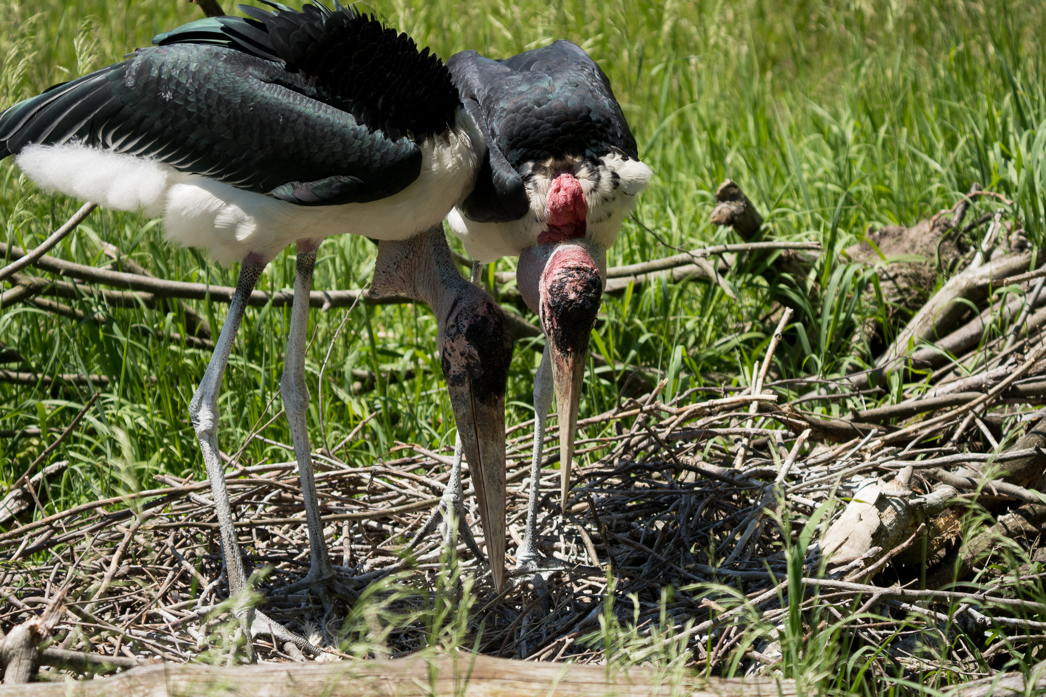 Storks make special delivery at Binder Park Zoo - mlive.com
