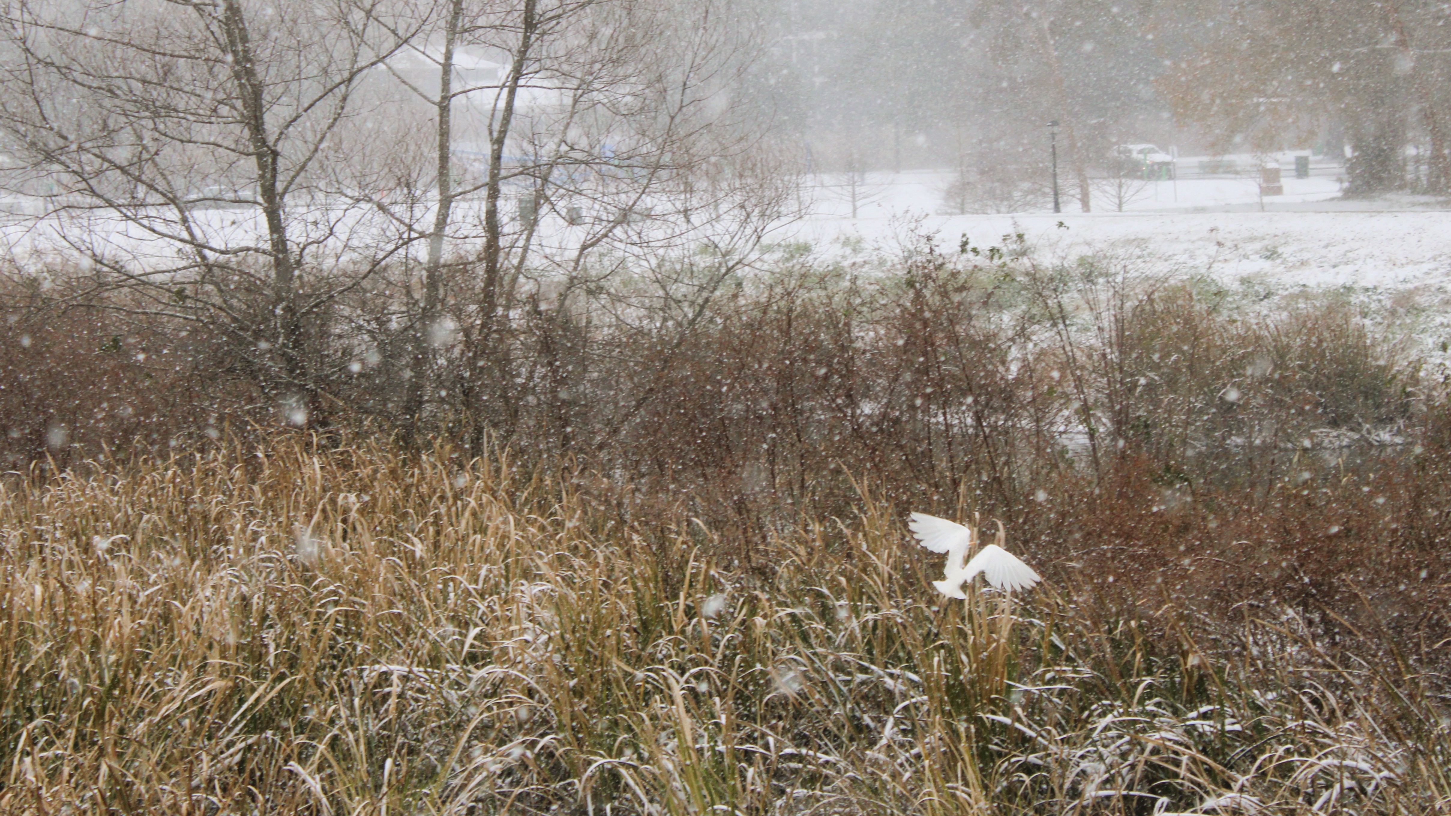 Rare south Alabama snow Jan. 21, 2025 - al.com