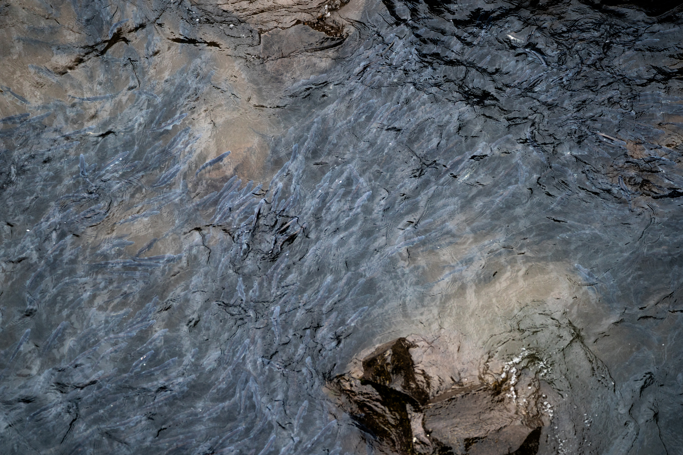 Sandy River smelt run 2025 - oregonlive.com