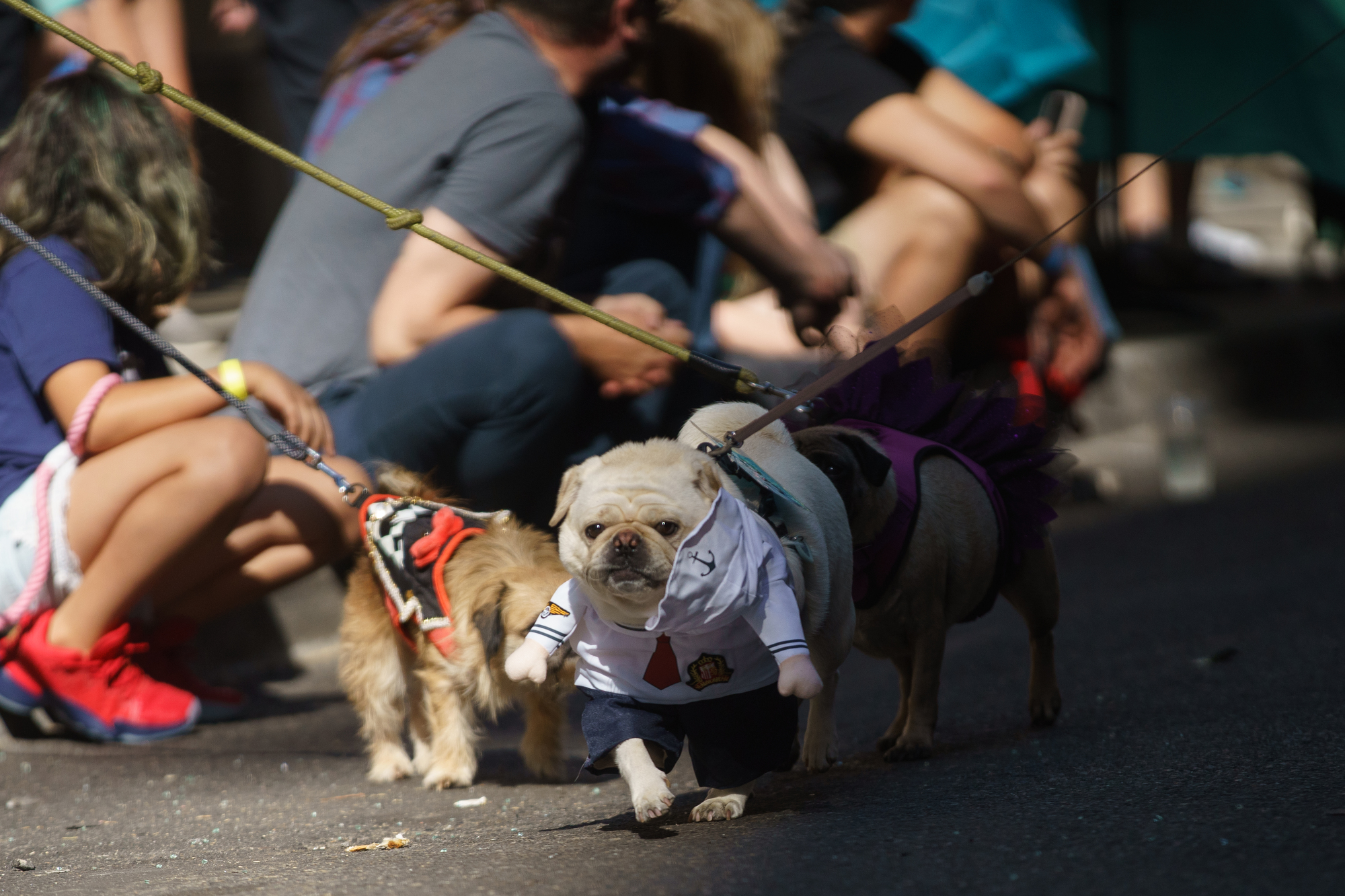 Portland Pug Crawl 2022 - oregonlive.com