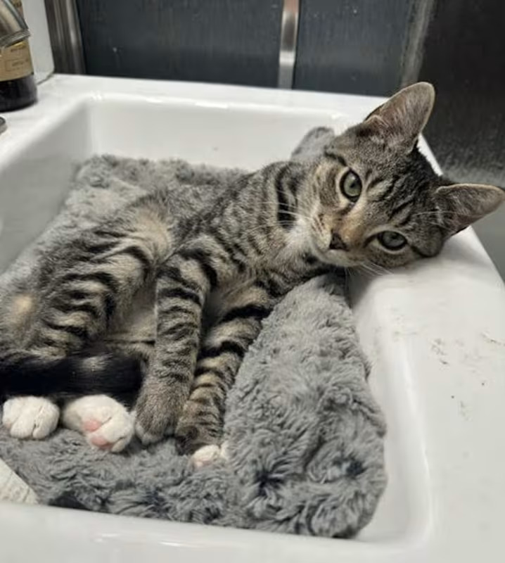 Any plans this weekend? How about meeting one of these adoptable pets ...