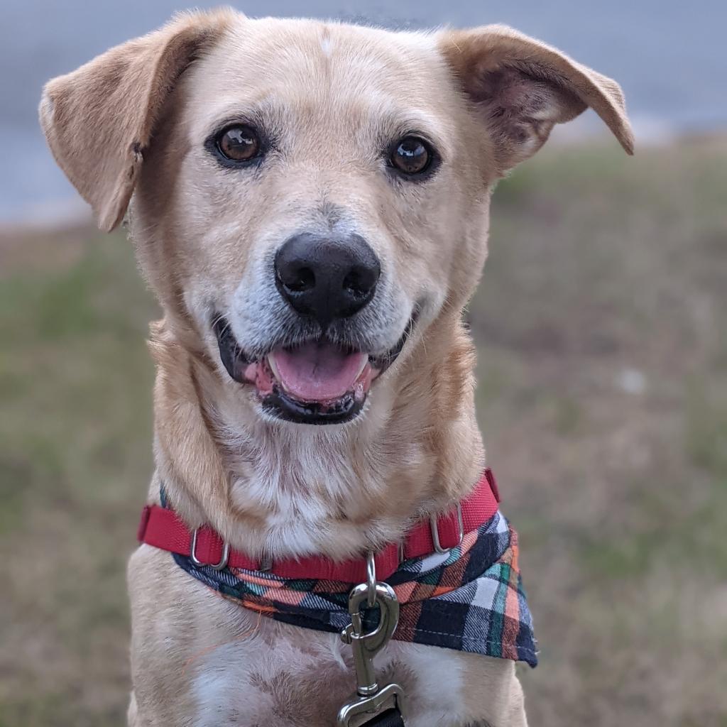 Looking for a new friend? Check out these adoptable pets. July 17-19 ...