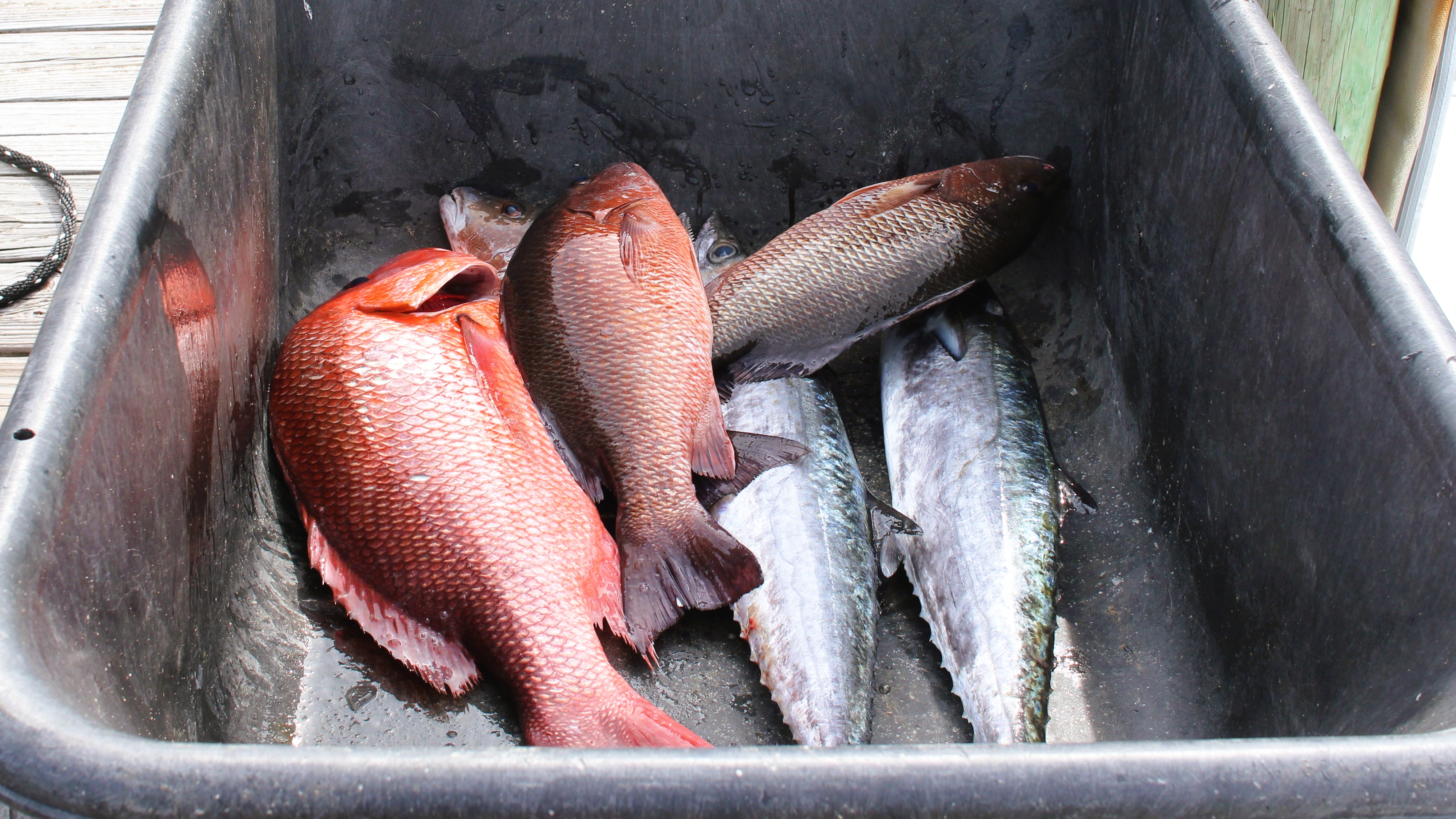 Alabama Deep Sea Fishing Rodeo 2025 - al.com