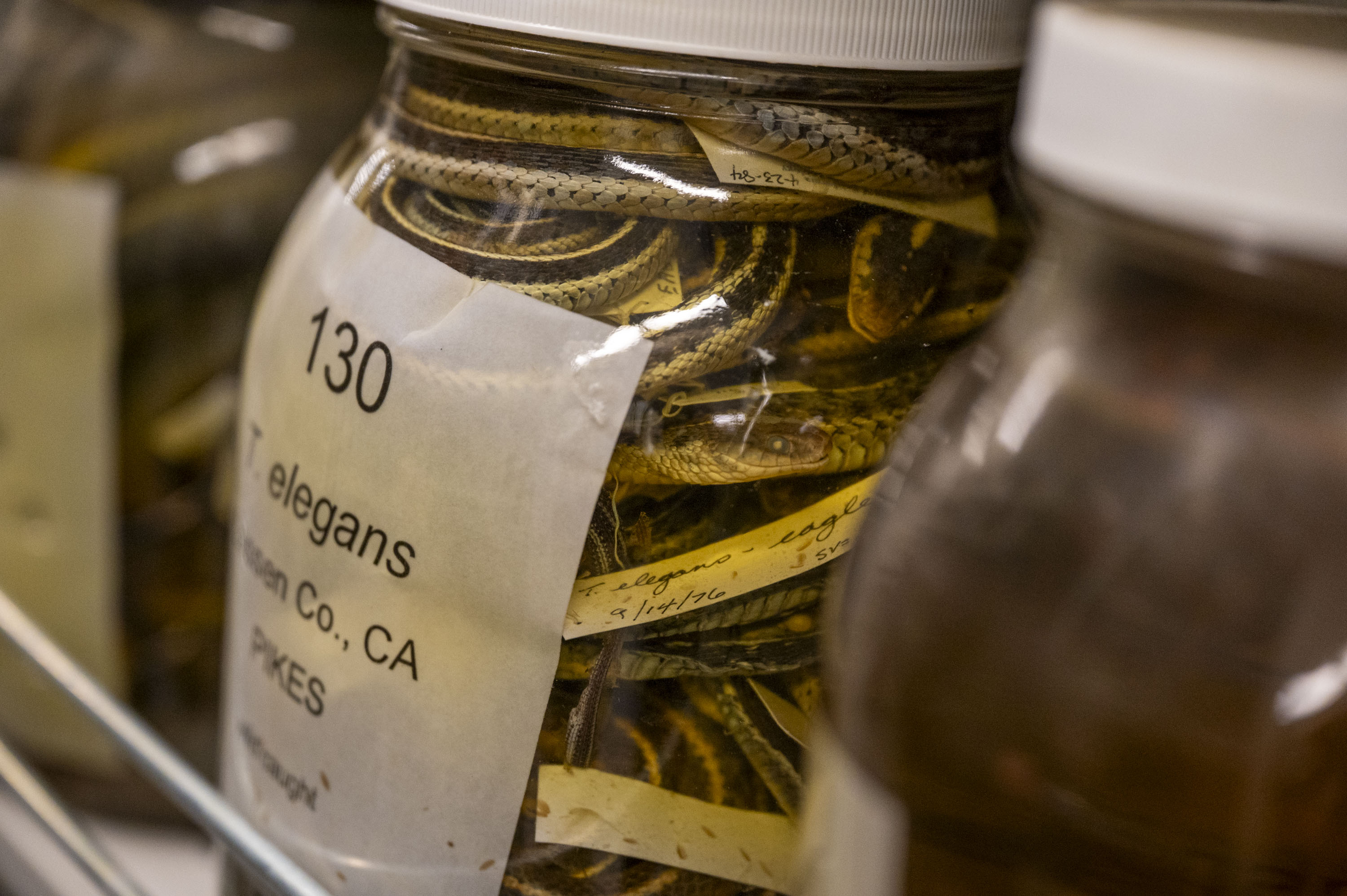 University of Michigan's snake collection - mlive.com