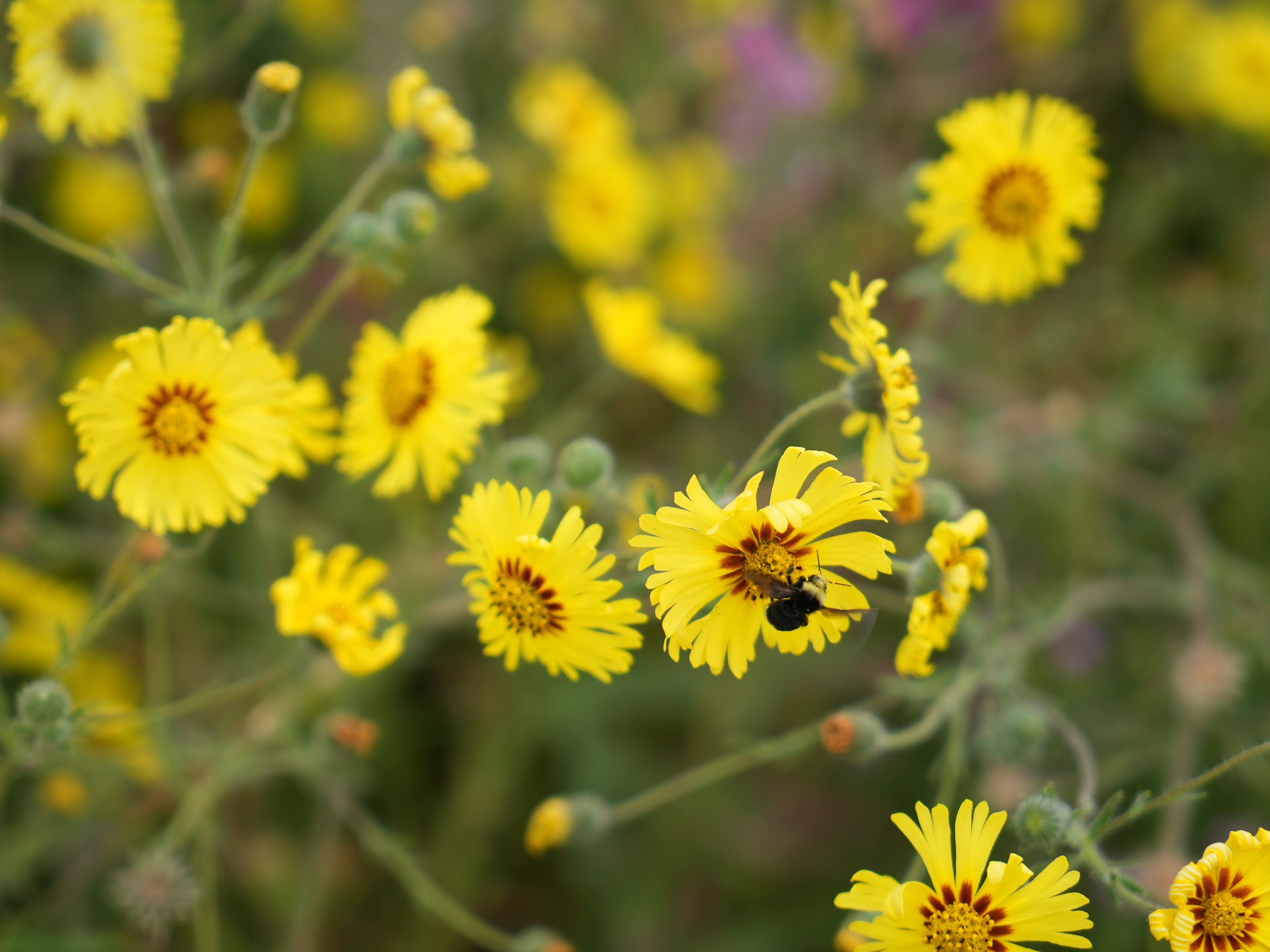 Fuller Initiative Land Lab - oregonlive.com
