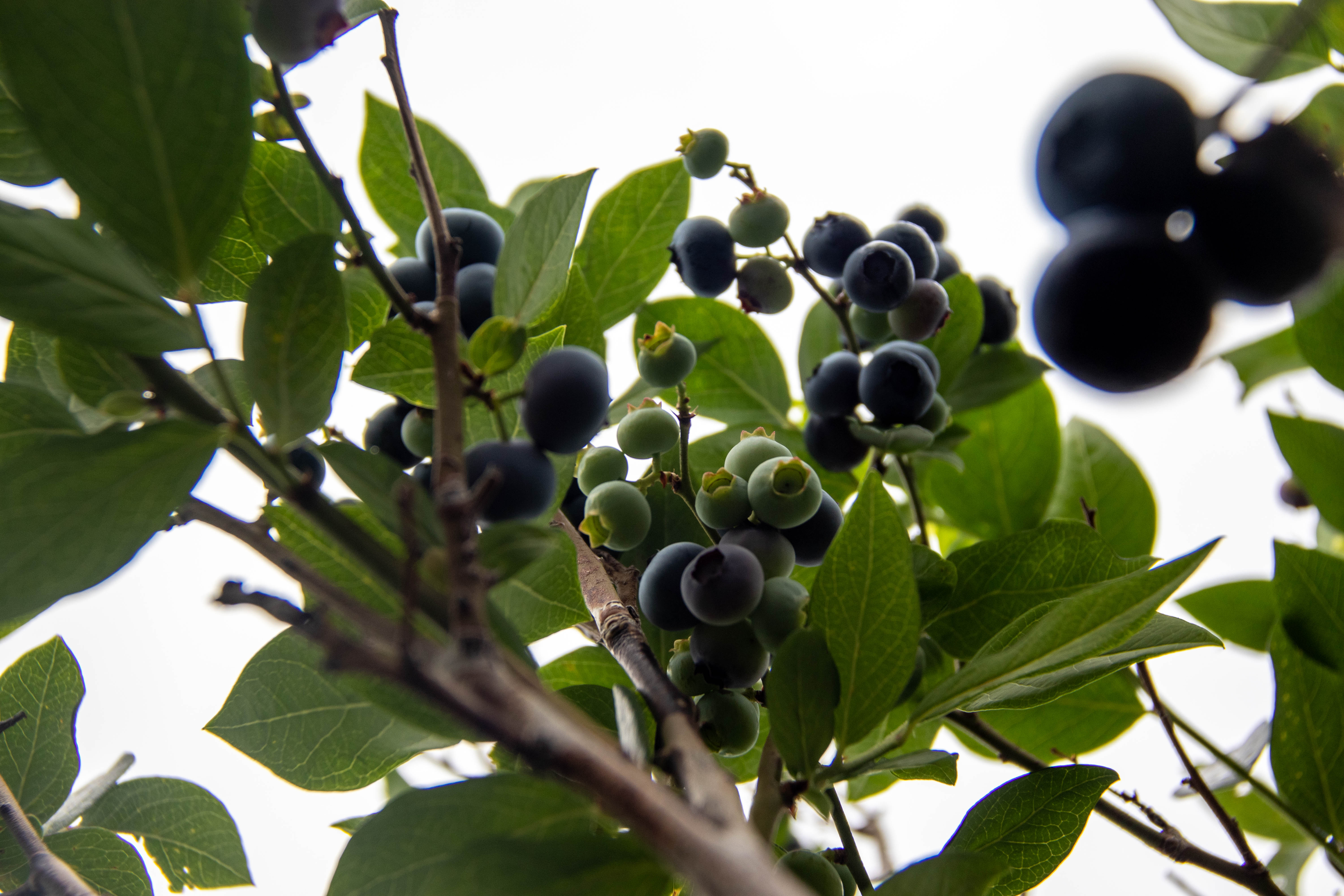 Reenders Blueberry Farms - mlive.com