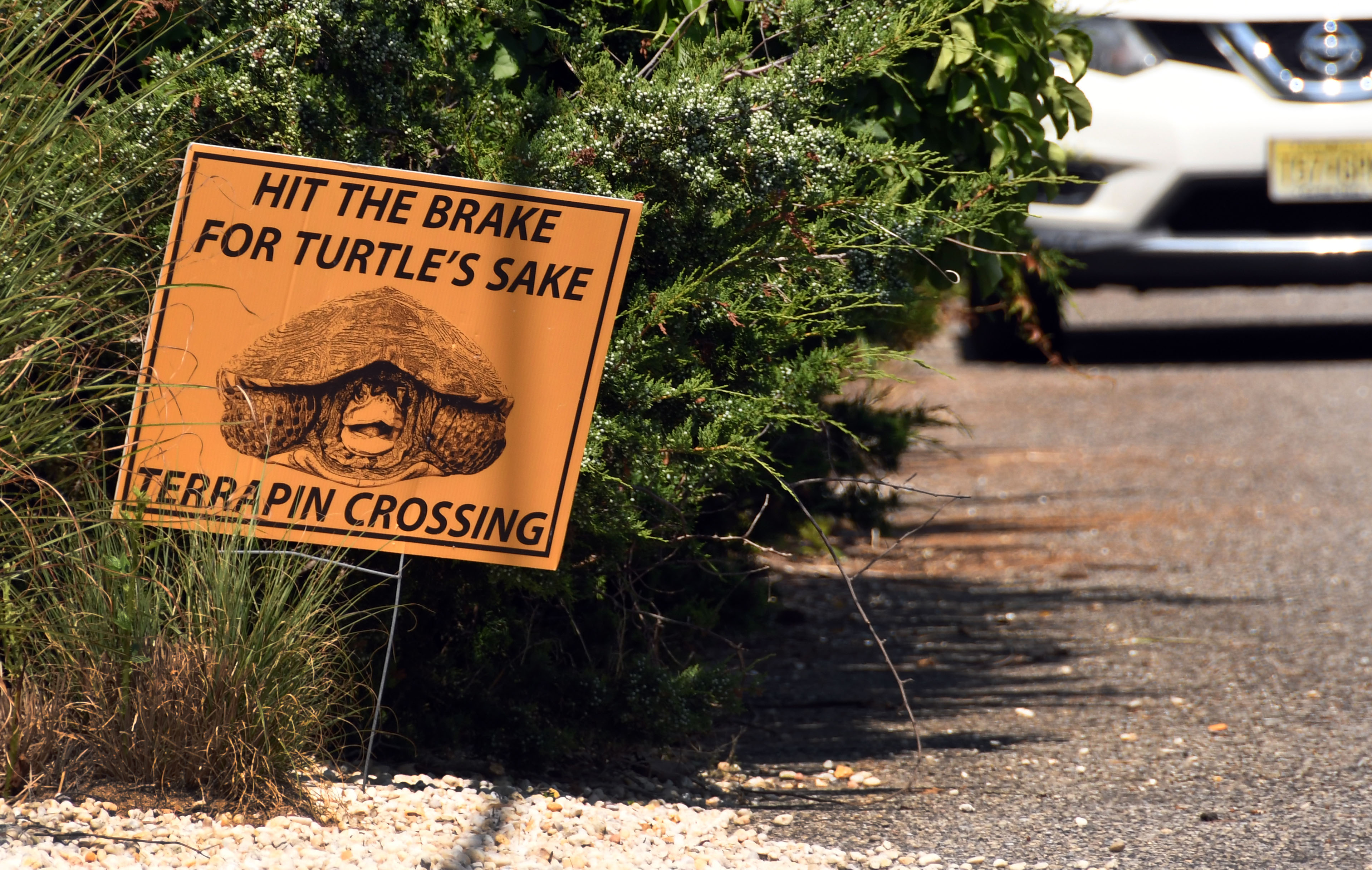 Visitors learn about diamondback terrapins on Long Beach Island - nj.com