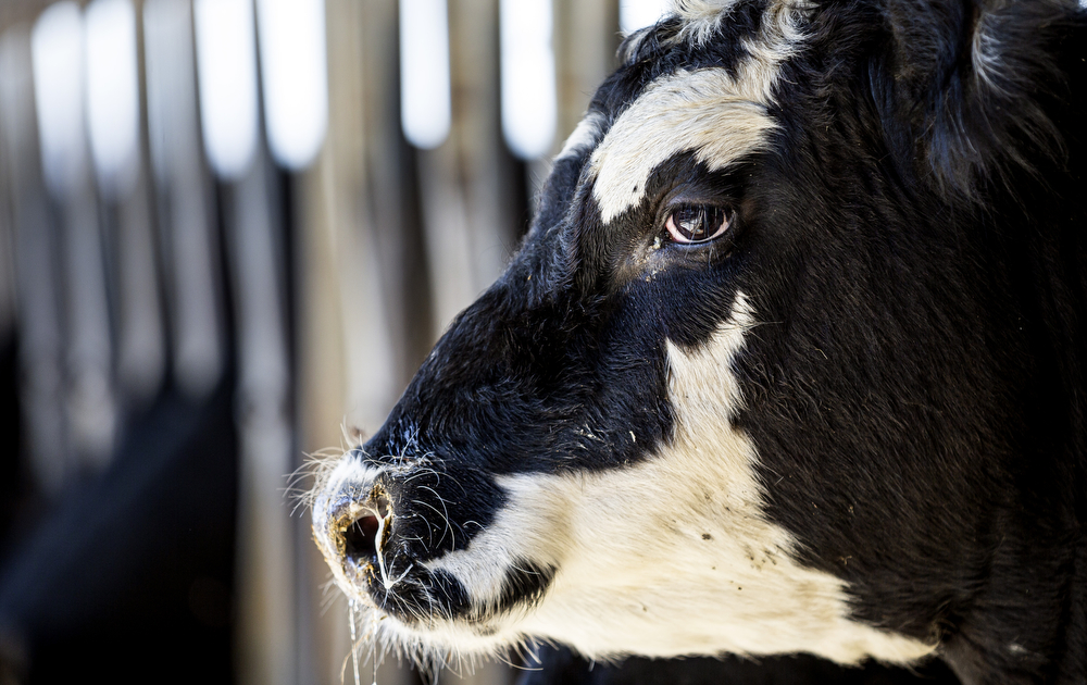 Lancaster County farm raises cattle for Karns Quality Foods - pennlive.com