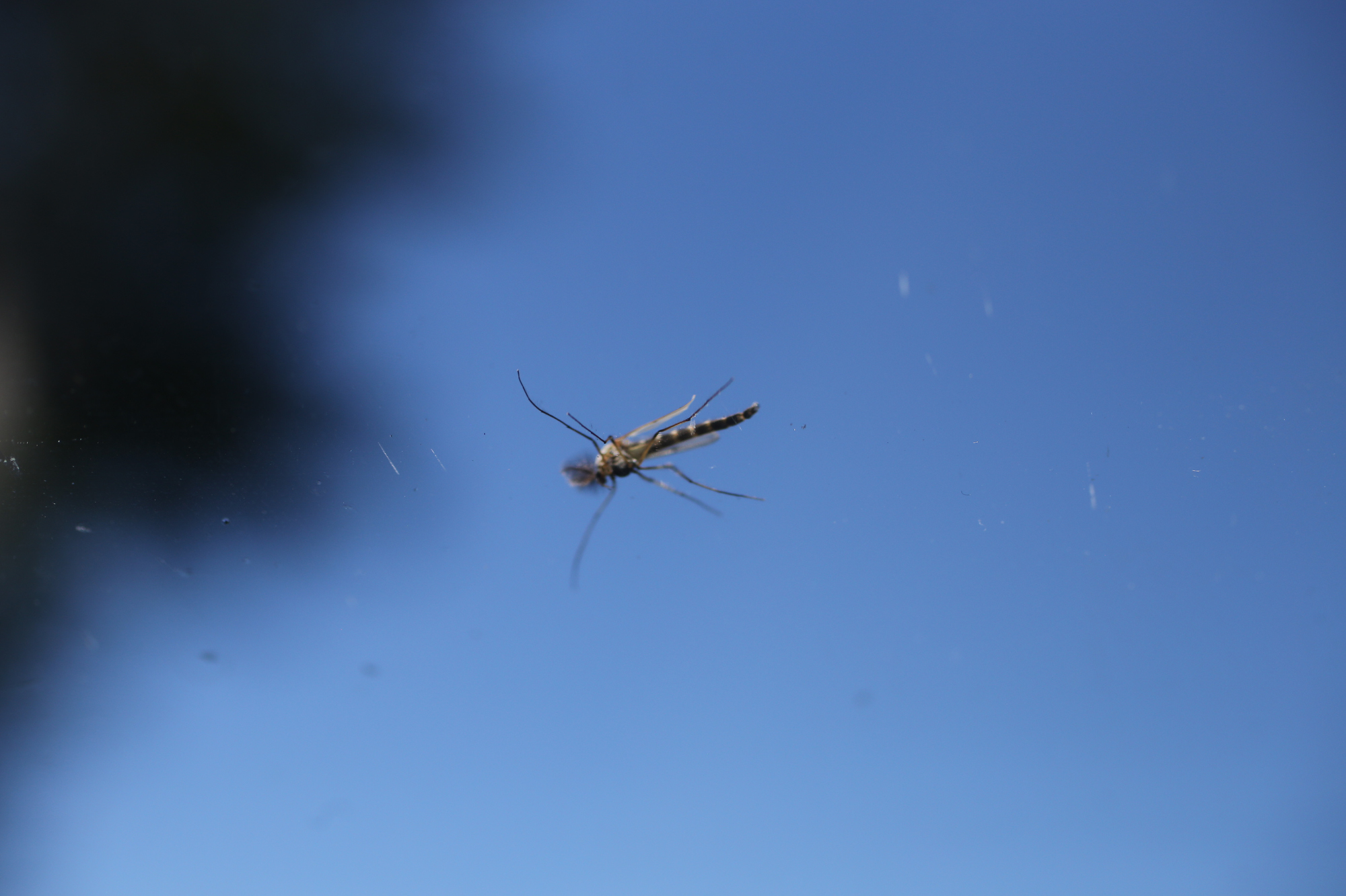 Mayflies make their annual return to cities and towns along Lake Erie ...
