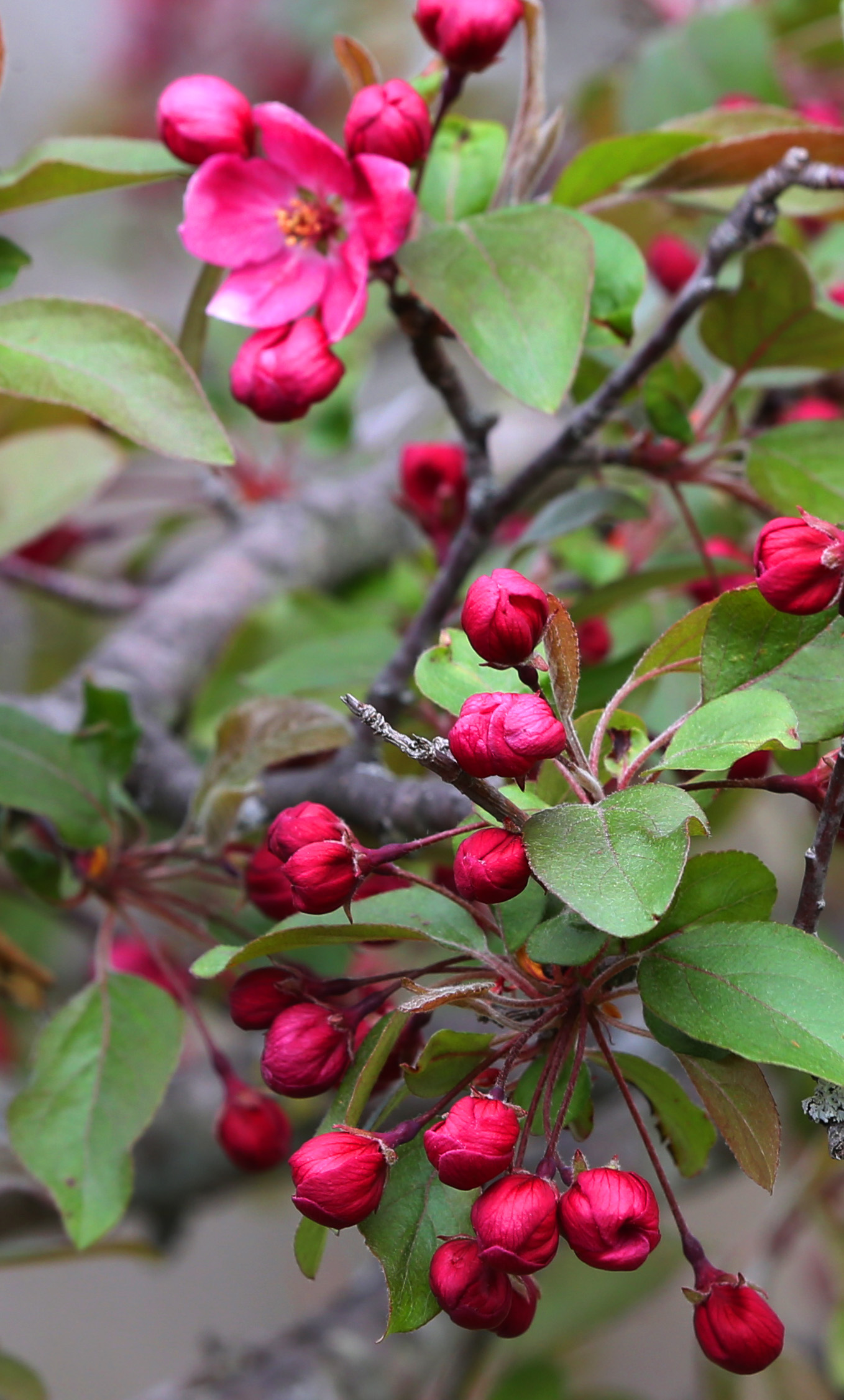 Spring is in the Northeast Ohio air 2022 - cleveland.com