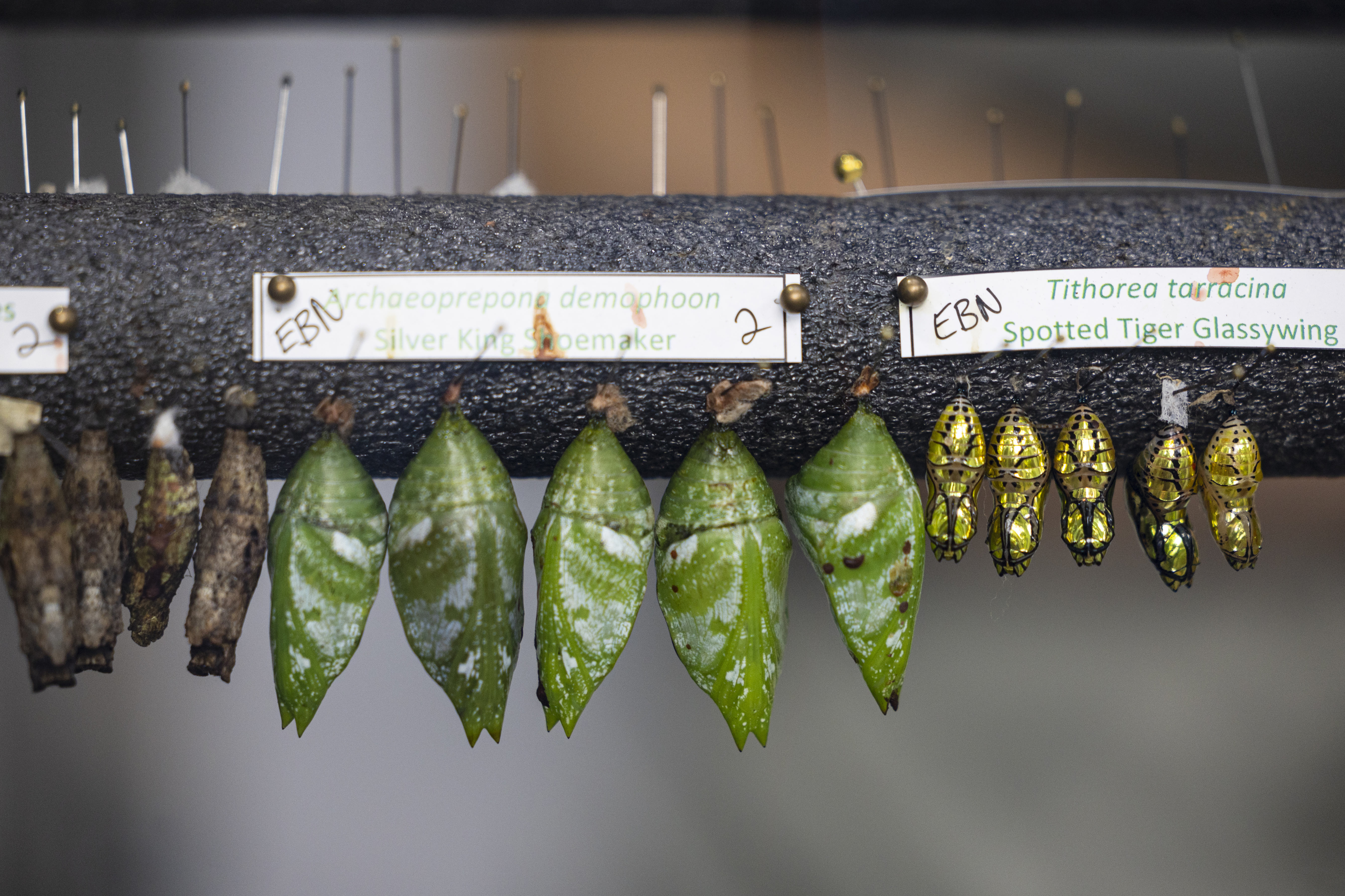 Butterflies are Blooming exhibition at Meijer Gardens 2023 - mlive.com