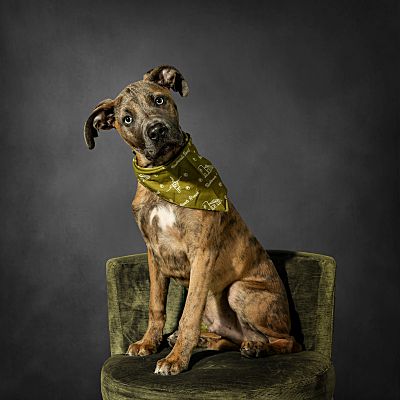 Celebrate the holidays with an adoptable pet. Dec. 16-17 - silive.com