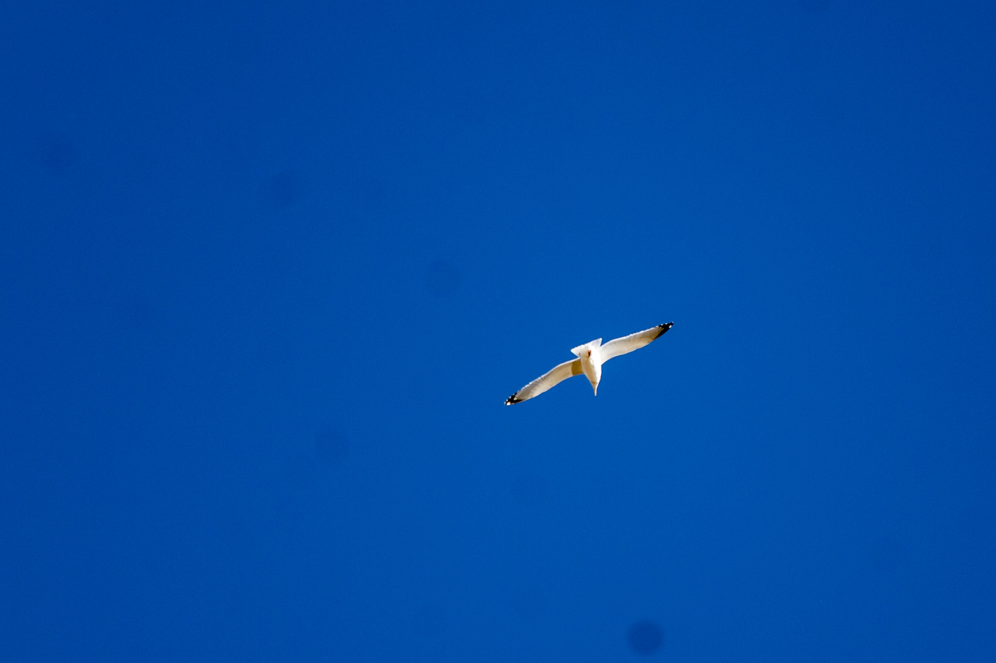 Hyperlocal Winter Birding - nj.com