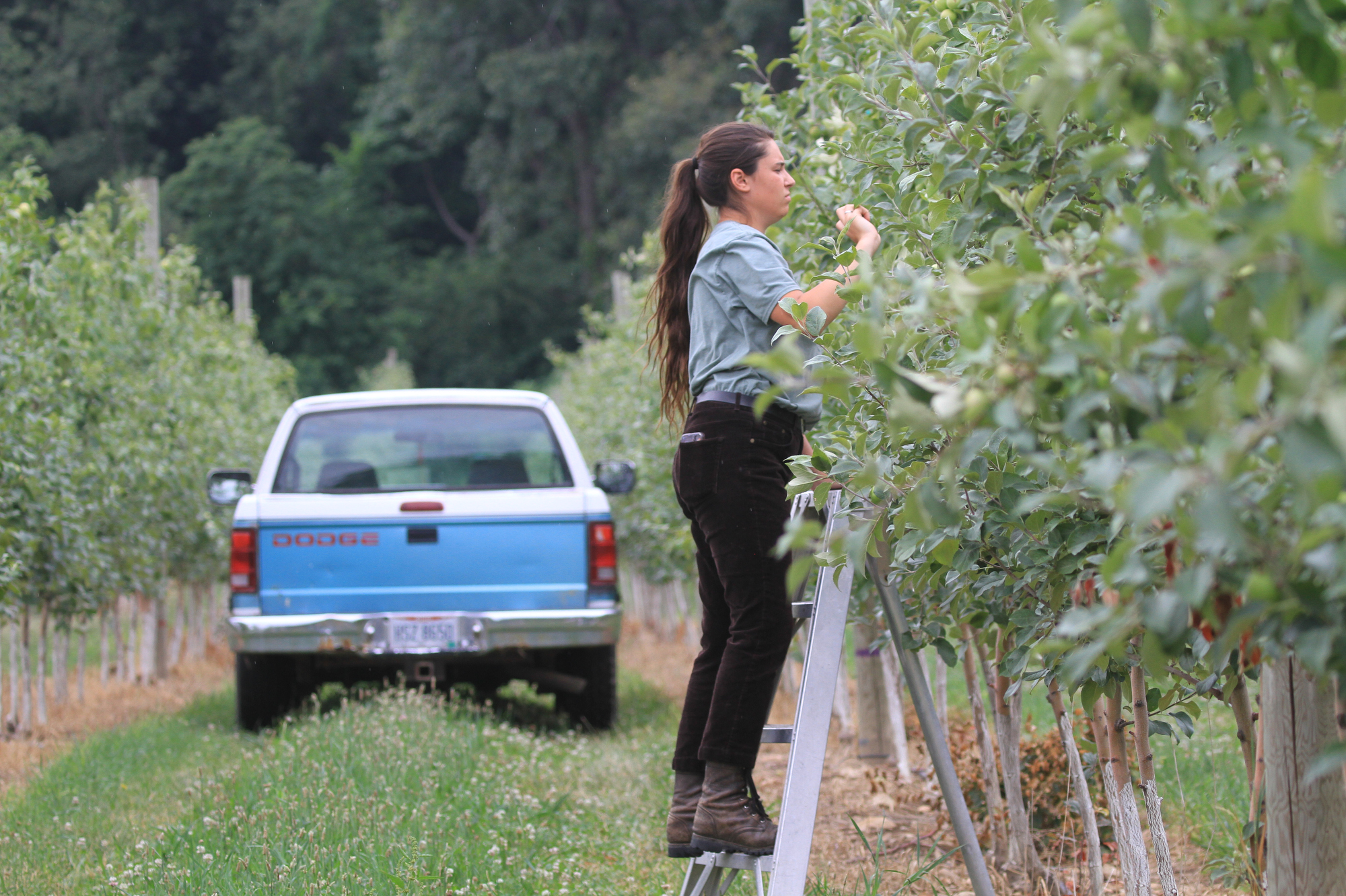Quarry Hill Orchard in Berlin Heights - cleveland.com