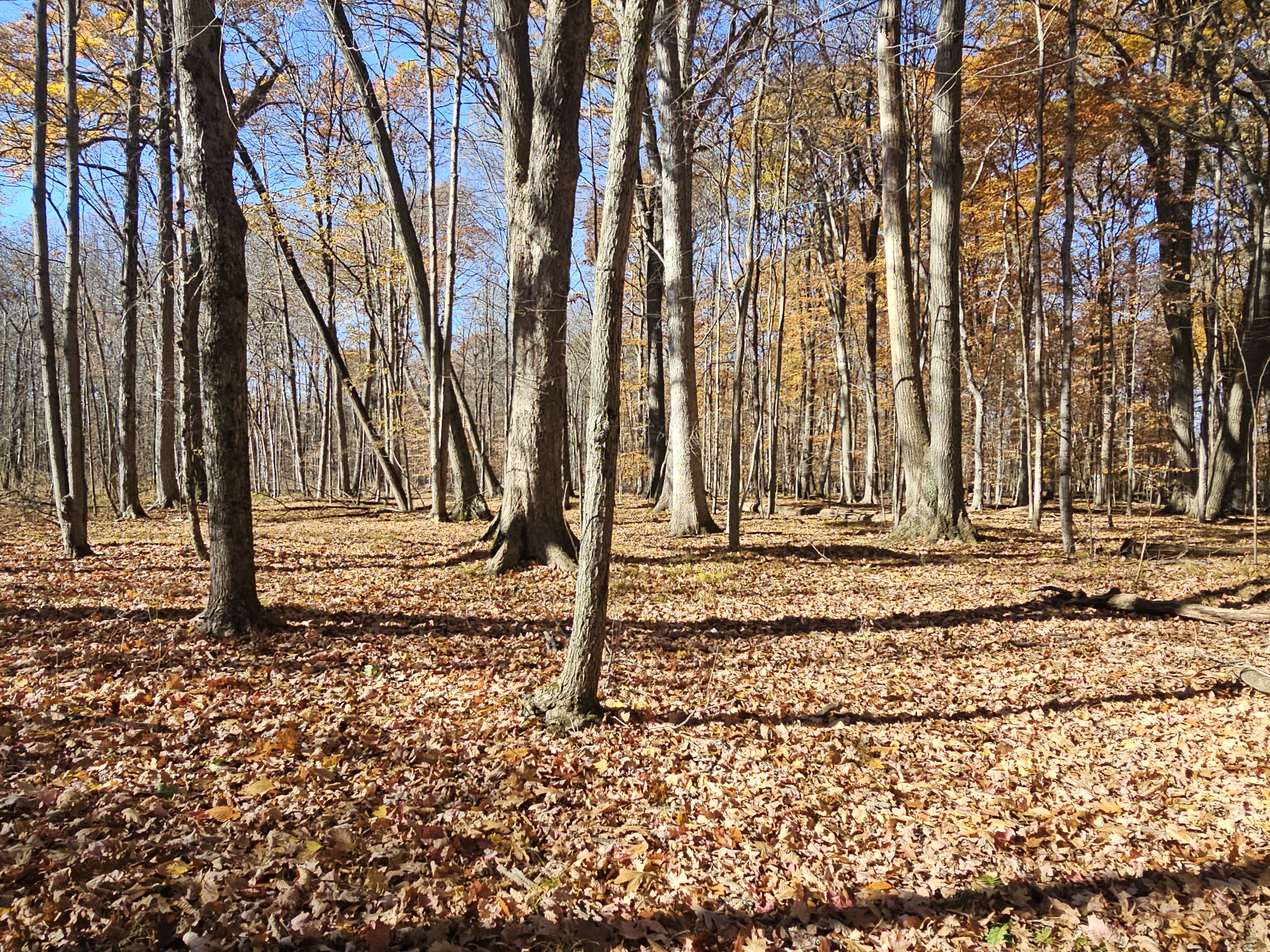 A rare old-growth forest in suburban Detroit - mlive.com