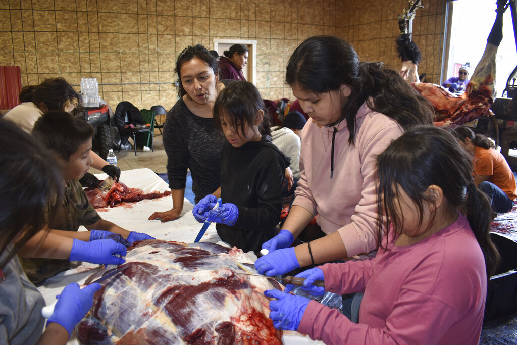Bison spread as Native American tribes reclaim stewardship - masslive.com