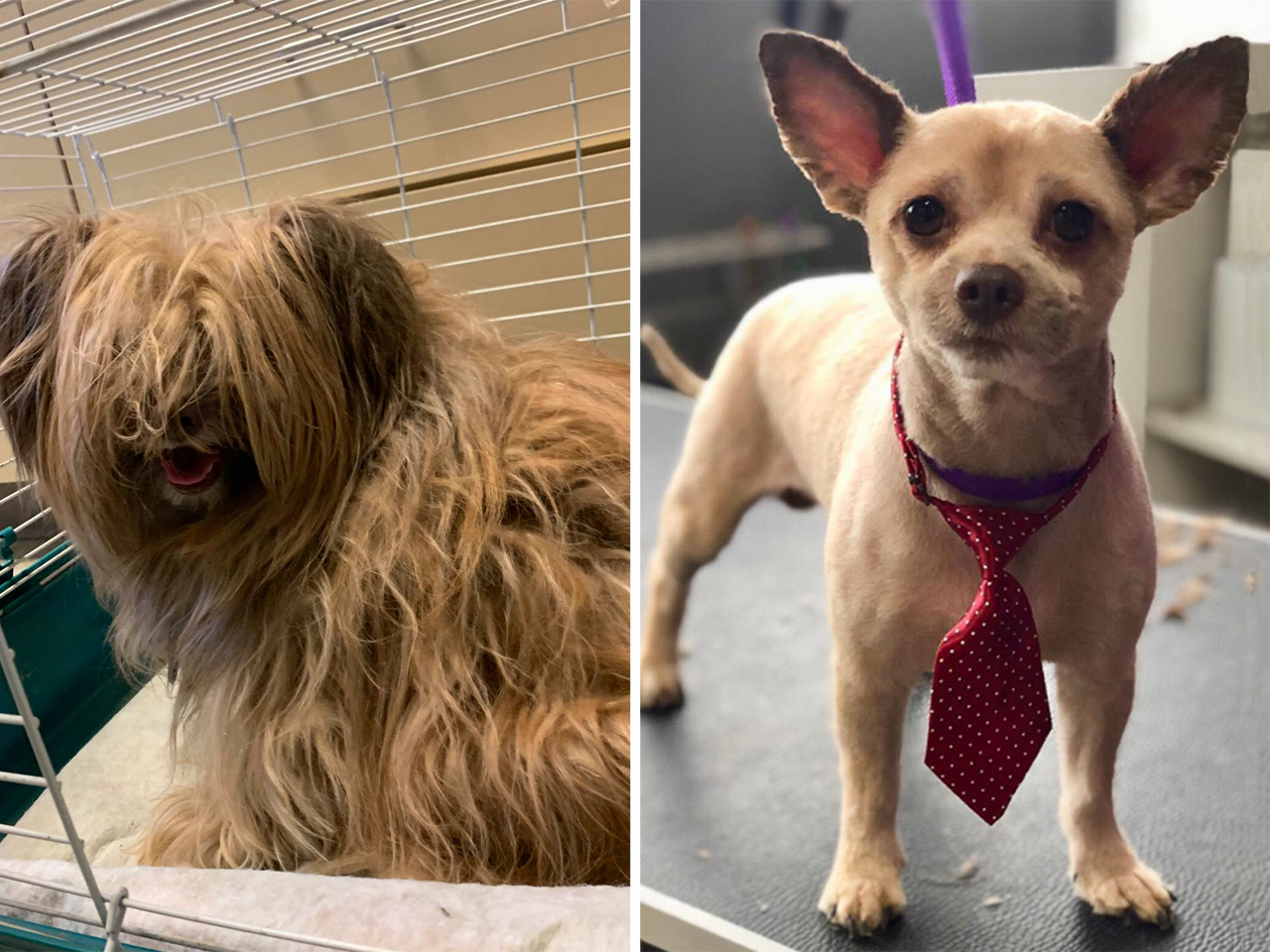 Top 10 Shelter Dog Makeovers of 2020 - pennlive.com