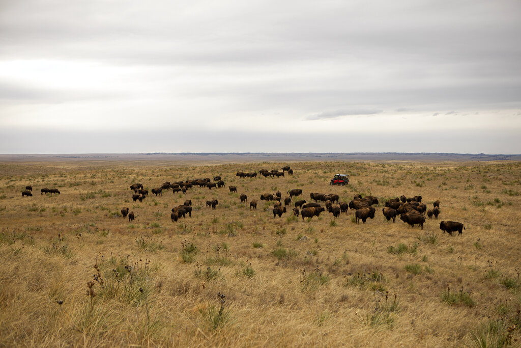 Bison spread as Native American tribes reclaim stewardship - masslive.com