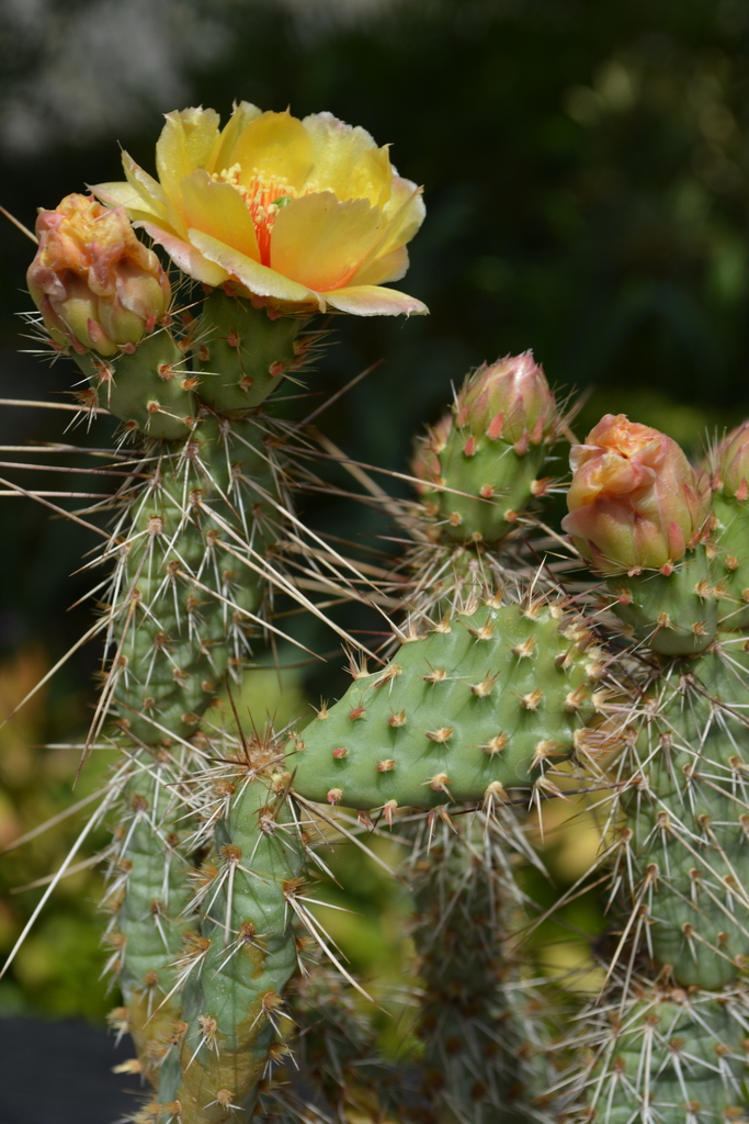 Hardy cacti - oregonlive.com
