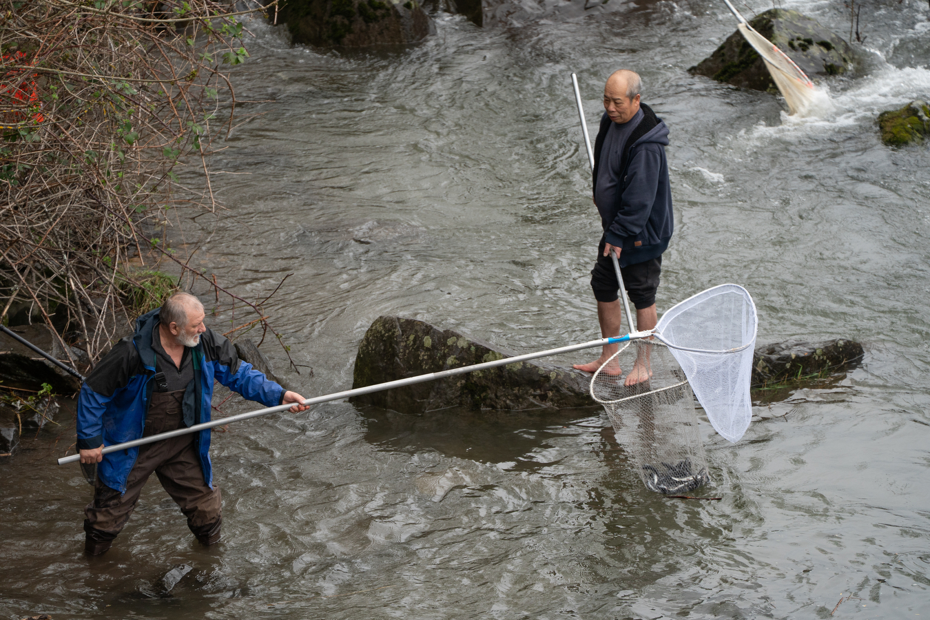 Sandy River smelt run 2025 - oregonlive.com