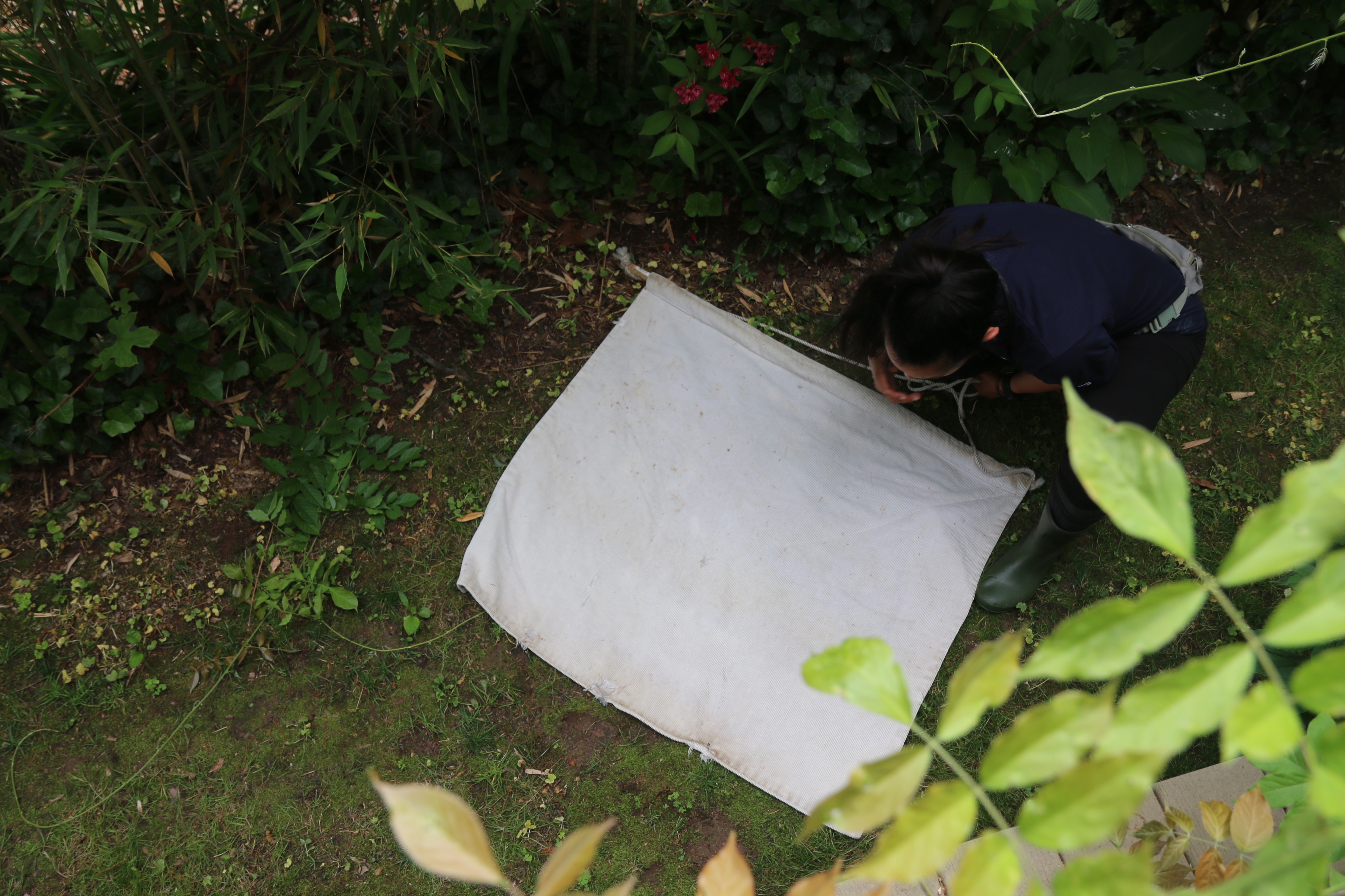 Researchers sweep for ticks on Staten Island - silive.com