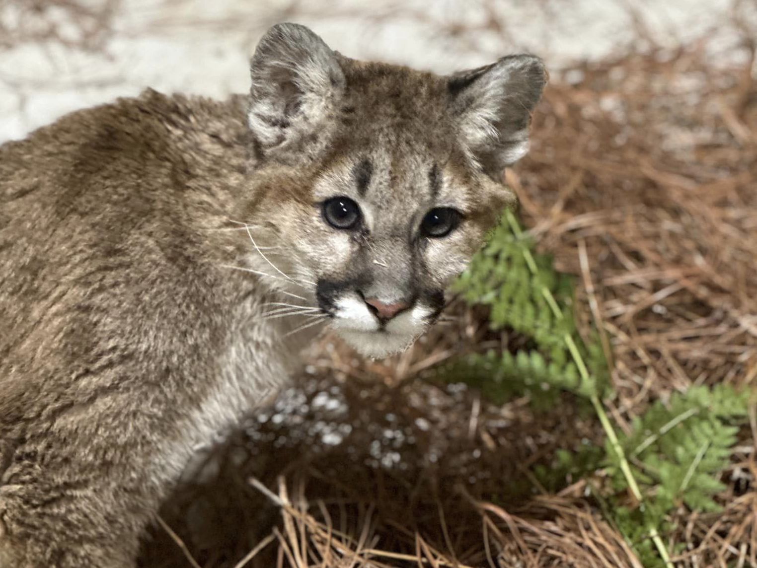 ZooAmerica release new mountain lion cub’s name and adorable photos of her