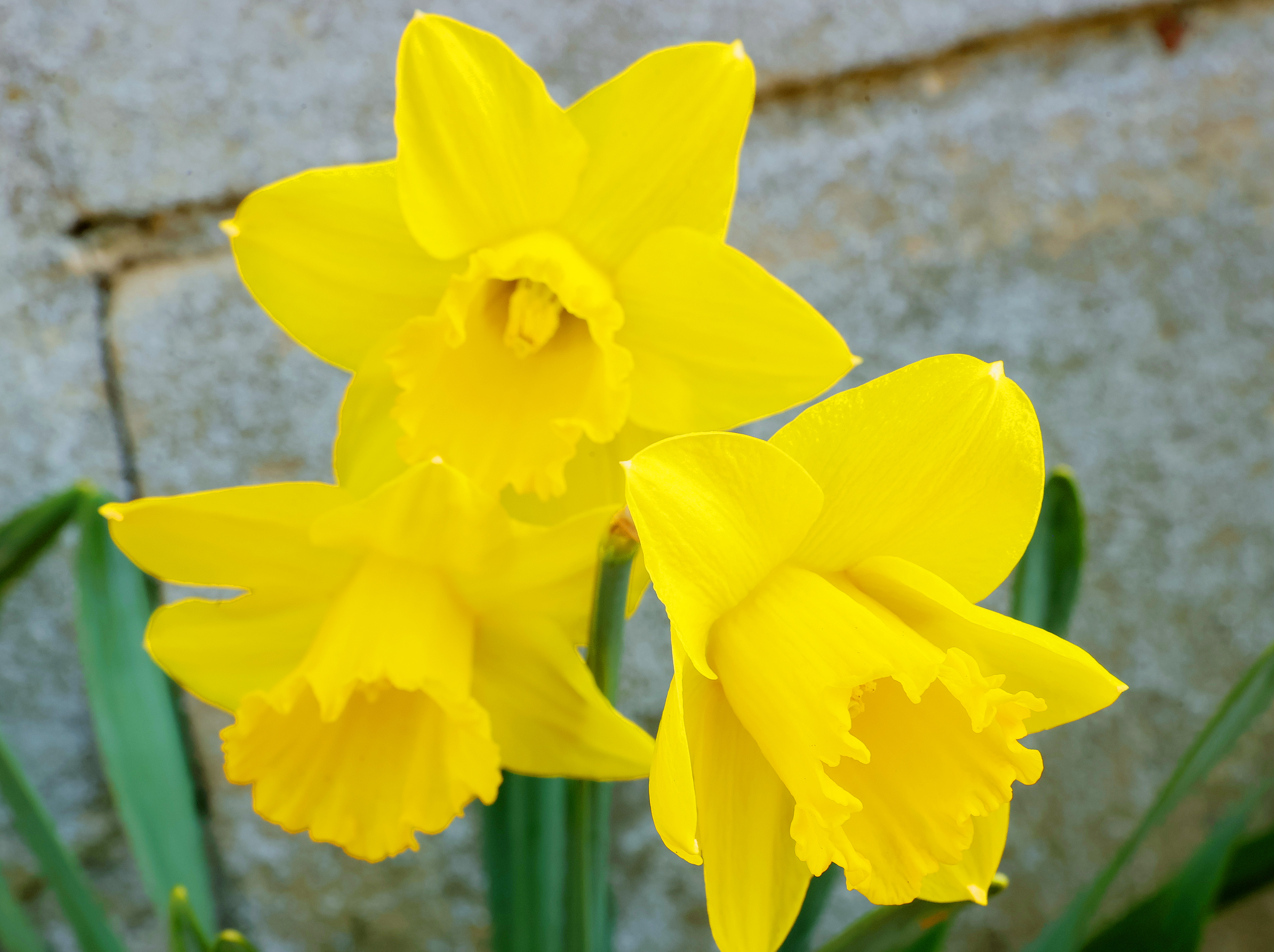 The beauty of Spring 2023 in Northeast Ohio - cleveland.com