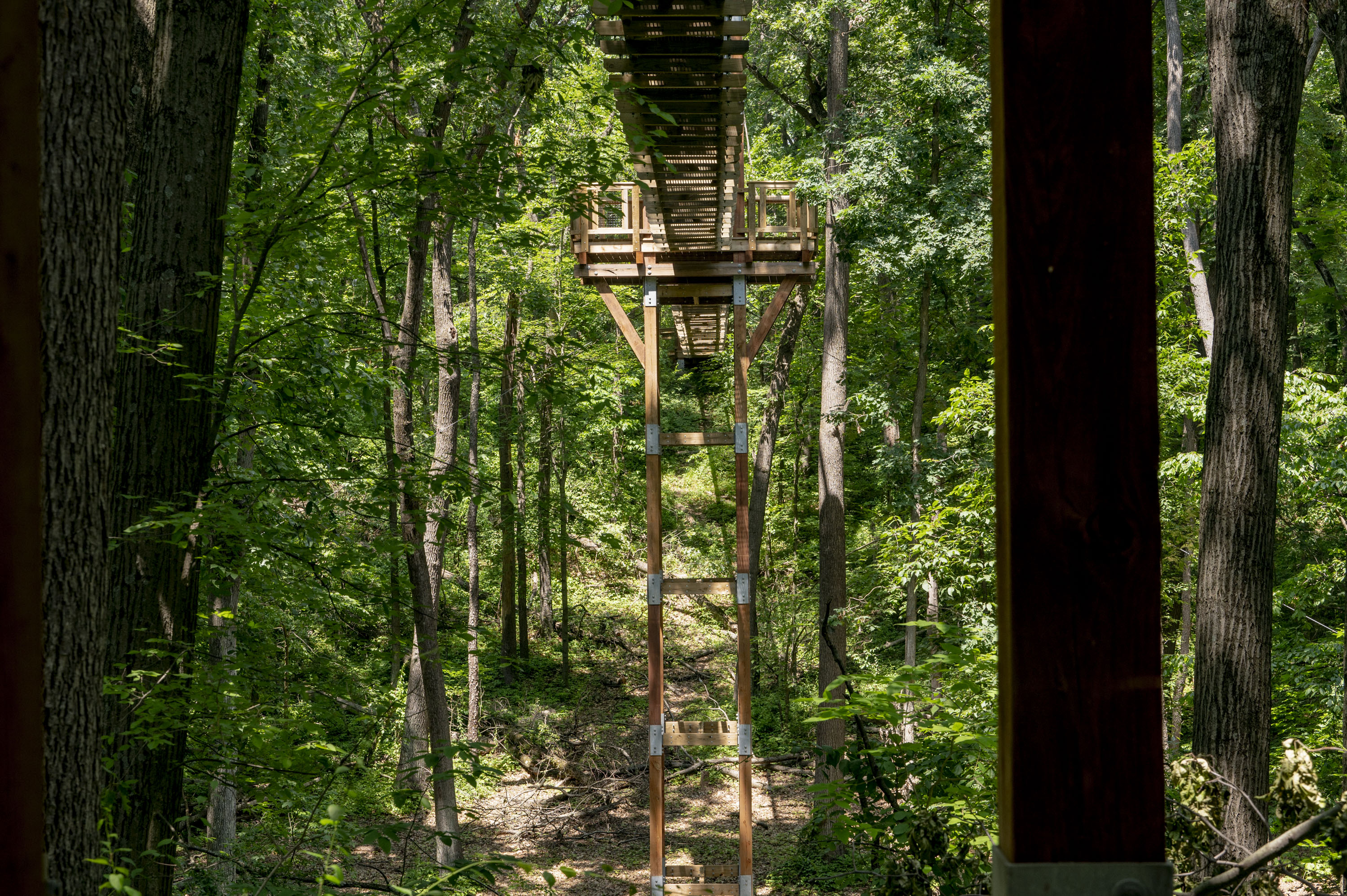 Sky Canopy Walk opens at MSU’s Hidden Lake Gardens - mlive.com