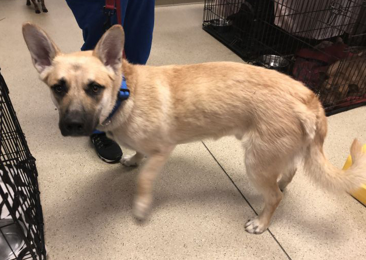 N.J. pets in need: Sept. 21, 2020 - nj.com