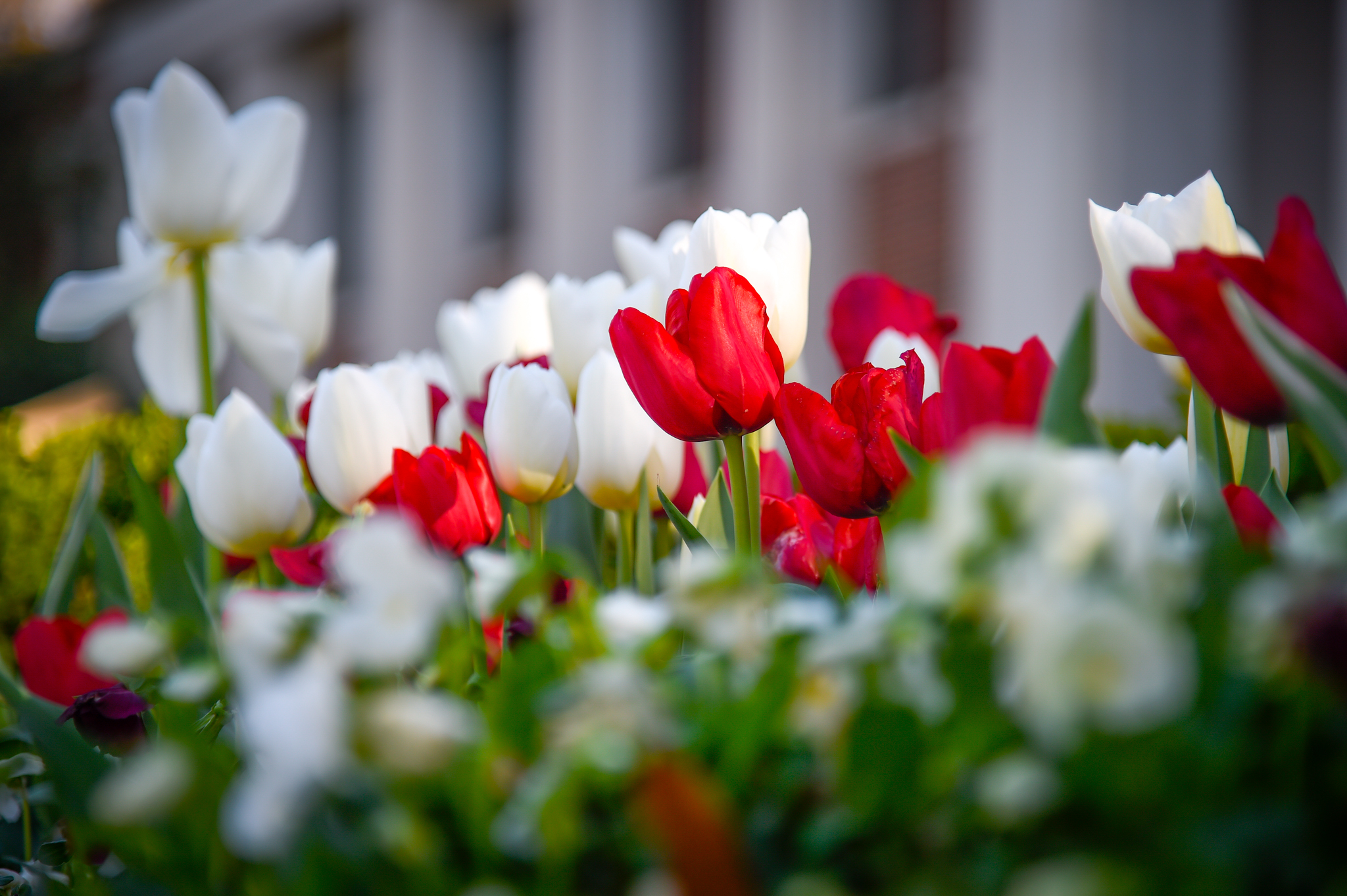 University of Alabama First Day of Spring 2021 - al.com