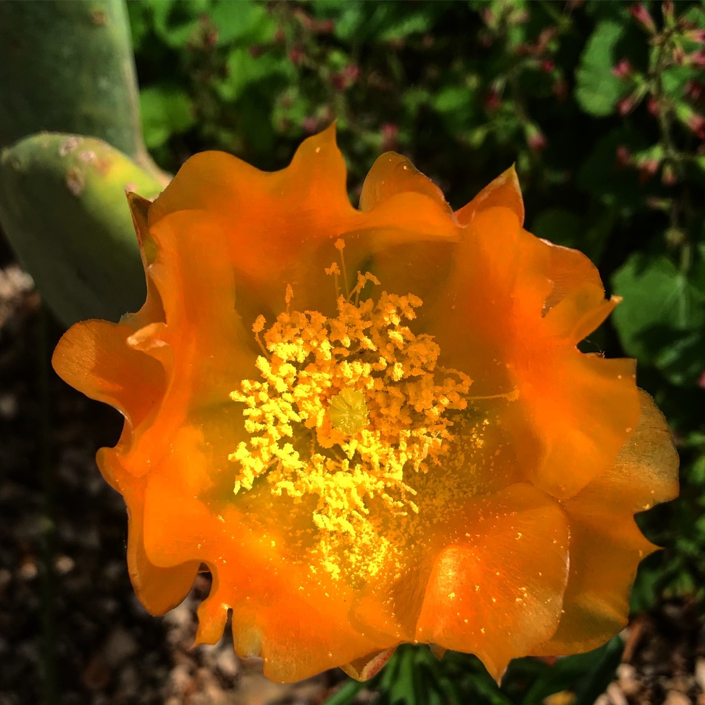 Hardy cacti - oregonlive.com