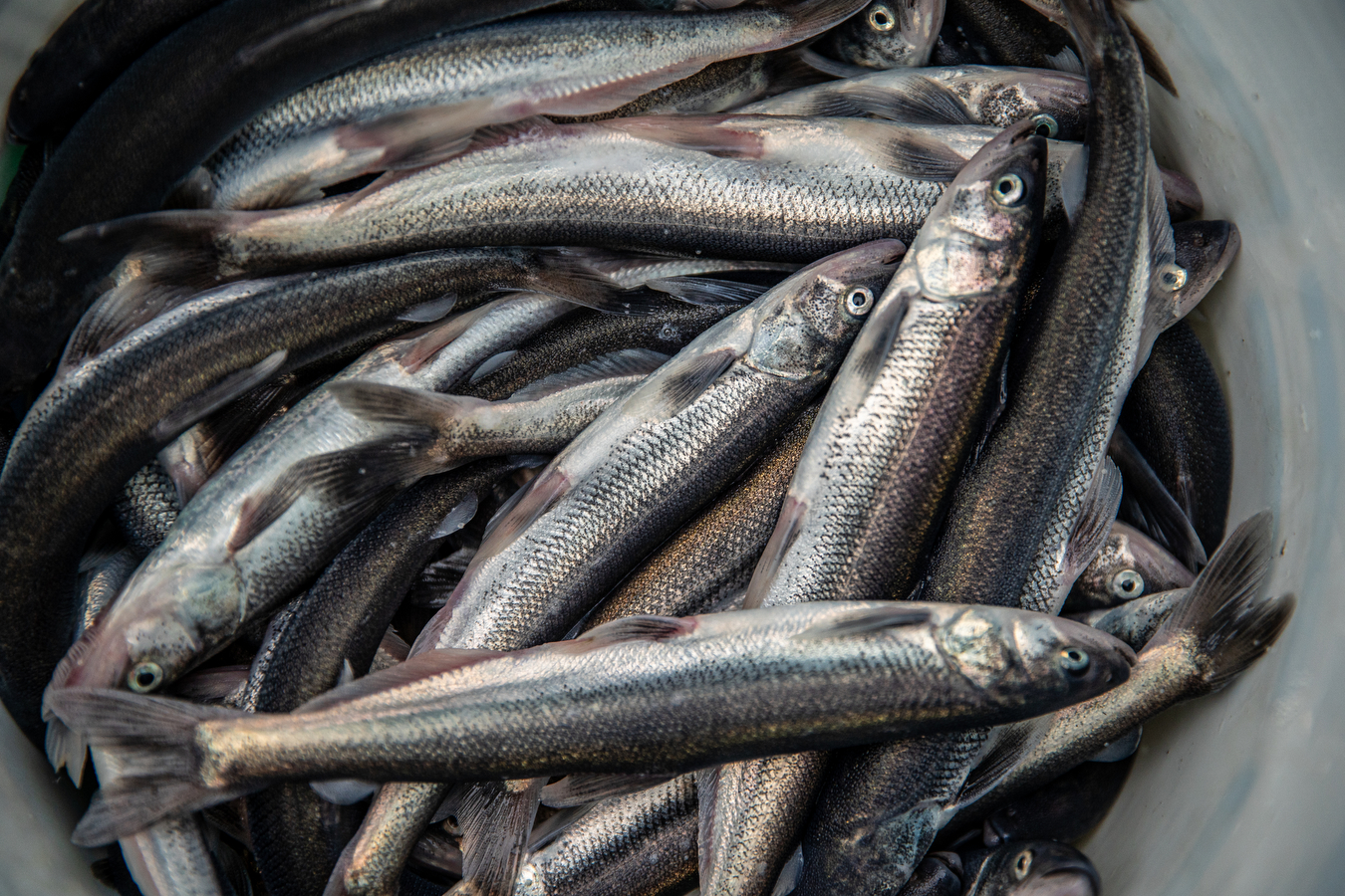 Sandy River smelt run 2025 - oregonlive.com