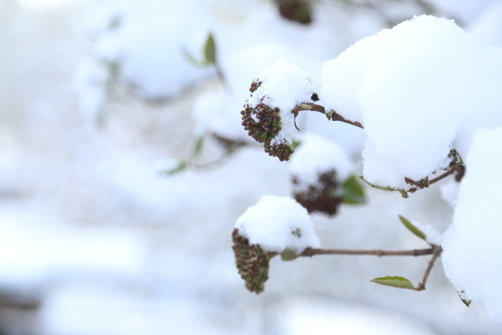 April snowfall in northeast Ohio - cleveland.com