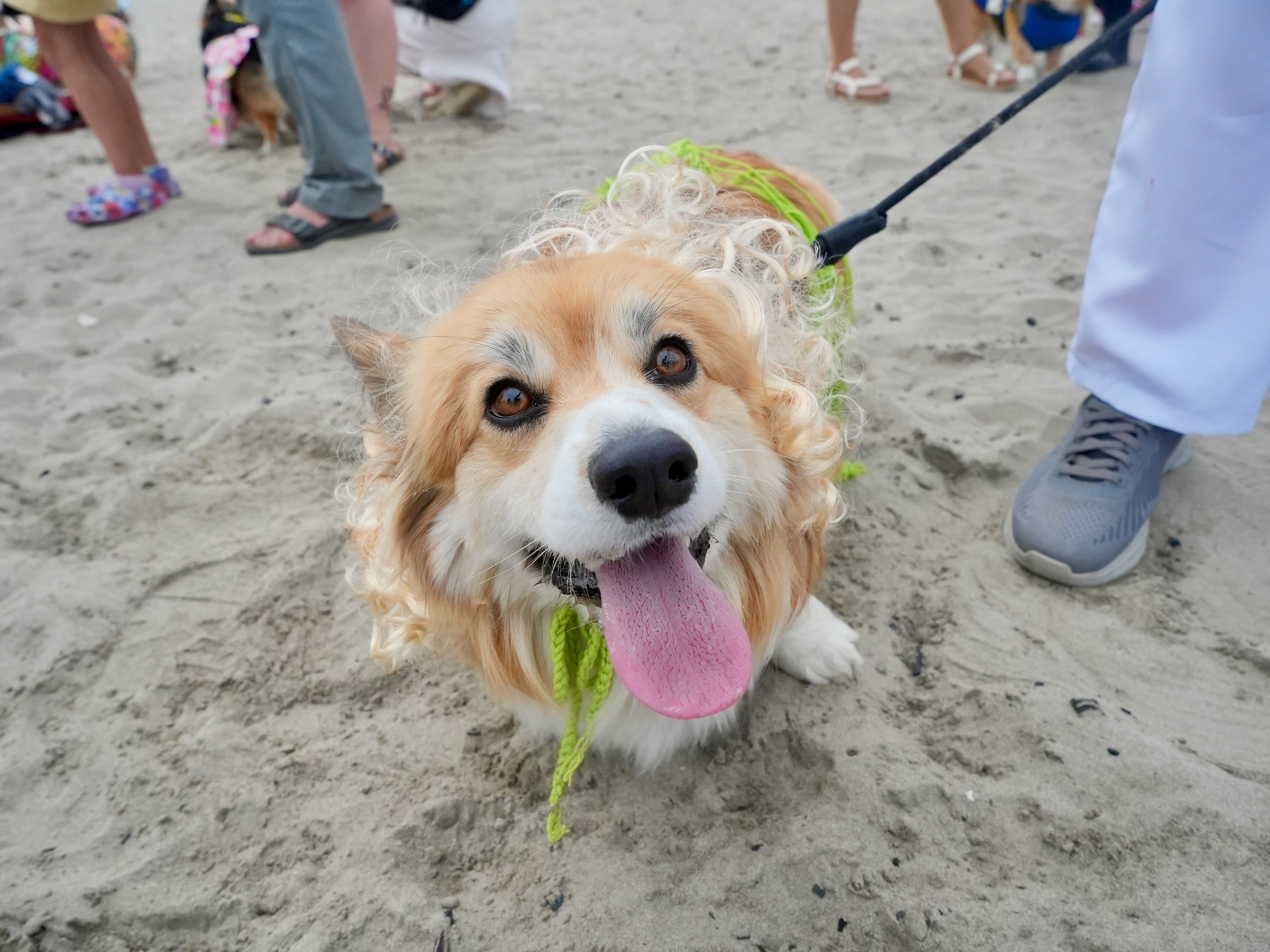 Corgi Beach Takeover - oregonlive.com
