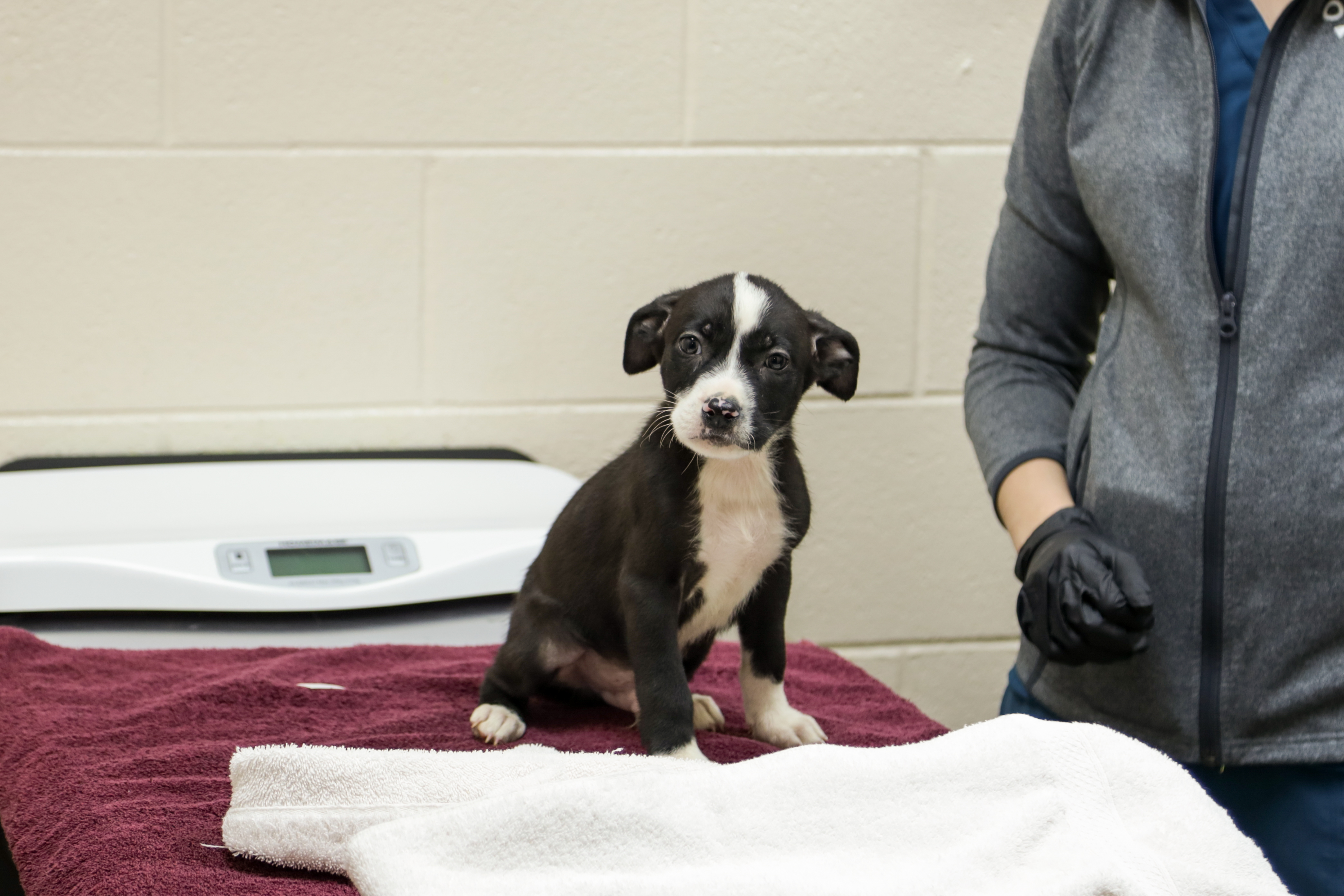 17 puppies taken in by the Michigan Humane Society - mlive.com